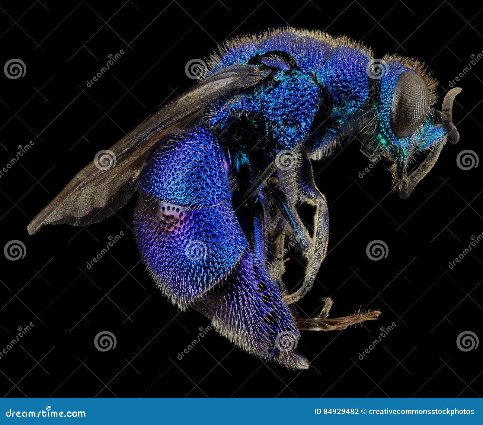 Blue And Black Flying Insects Picture. Image: 84929482