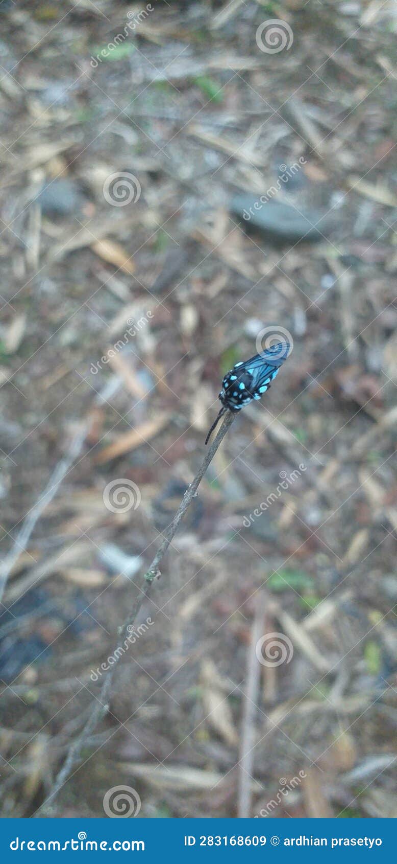 A Blue and Black Insect Sitting on a Branch Stock Image - Image of ...