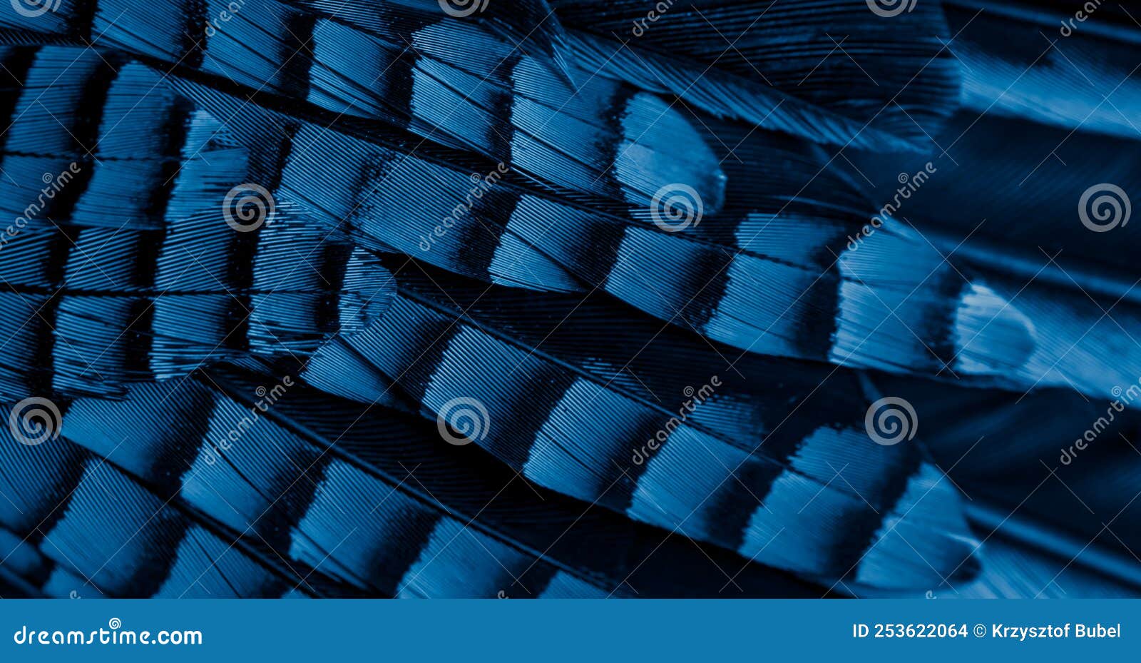 Blue and Black Jay Feathers. Background or Texture Stock Photo - Image ...