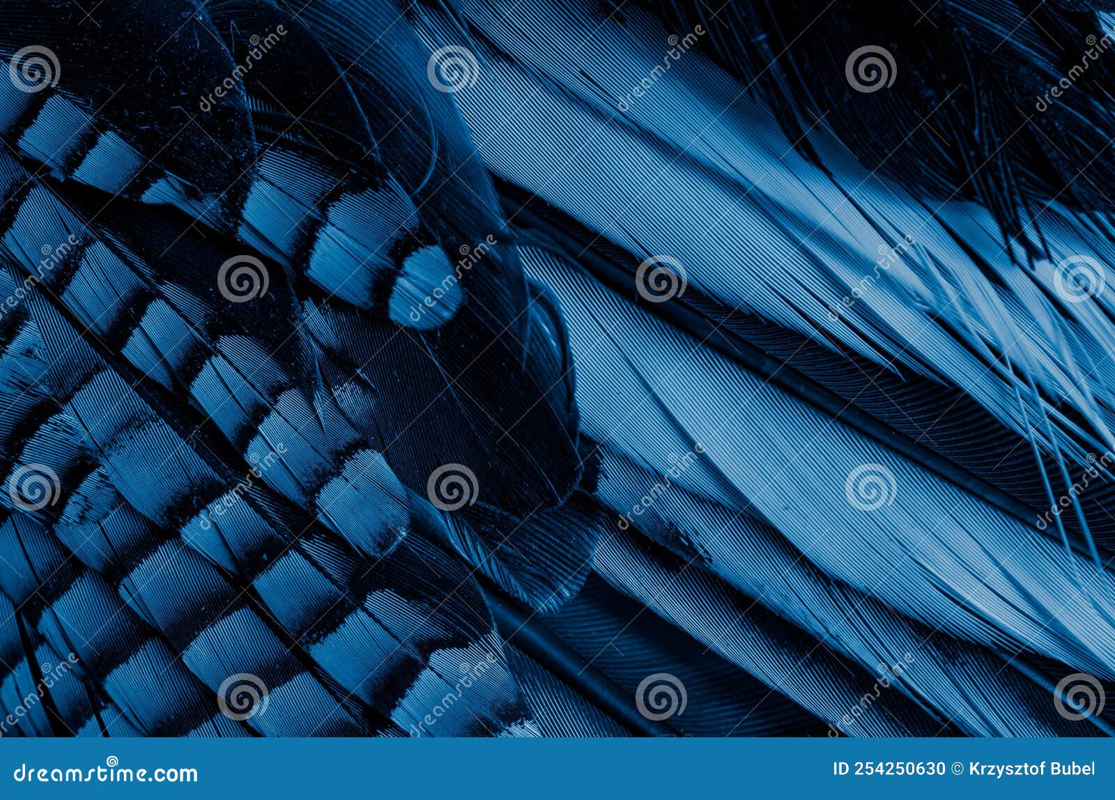 Blue and Black Jay Feathers. Background or Texture Stock Photo - Image ...
