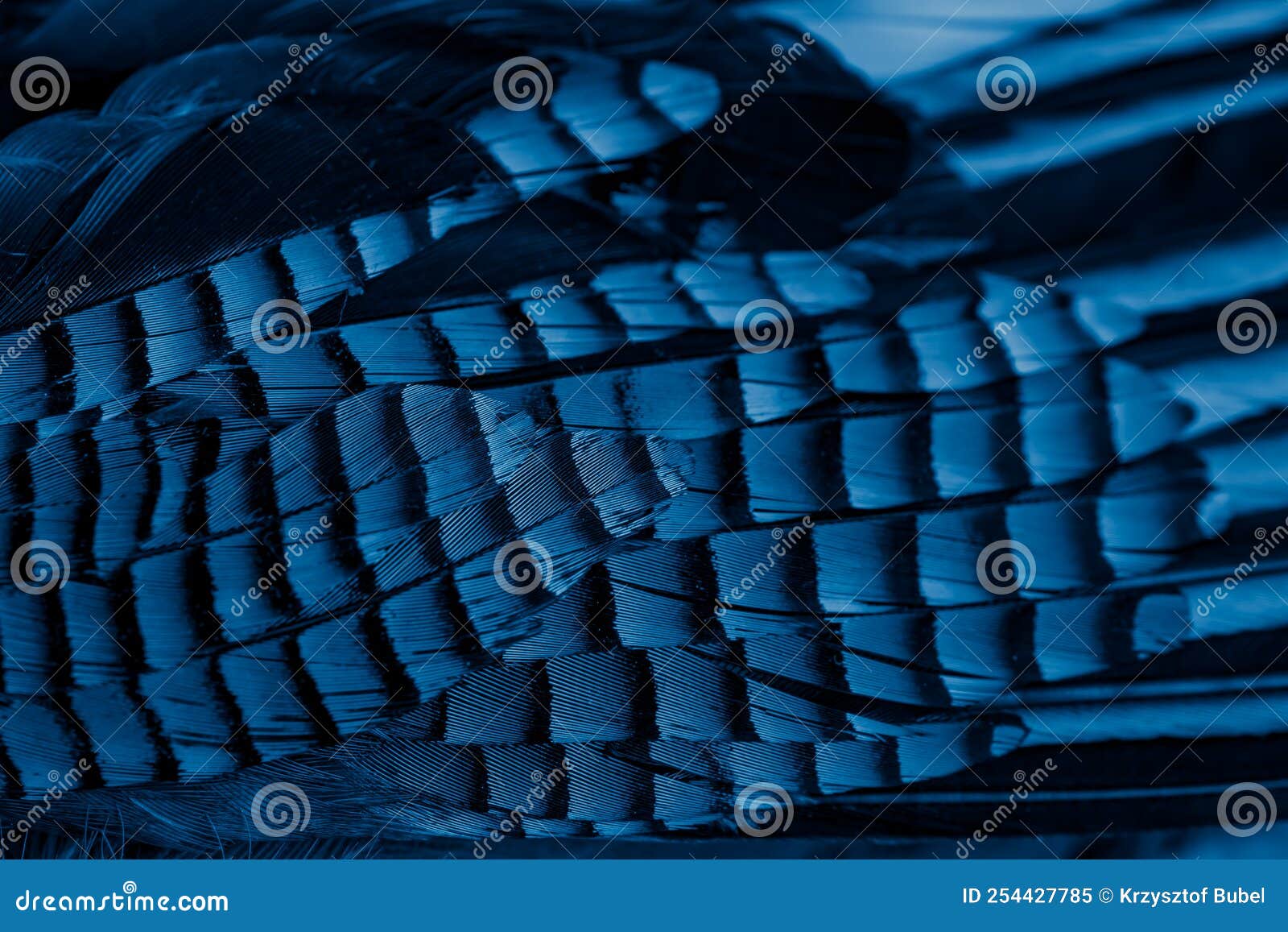 Blue and Black Jay Feathers. Background or Texture Stock Image - Image ...