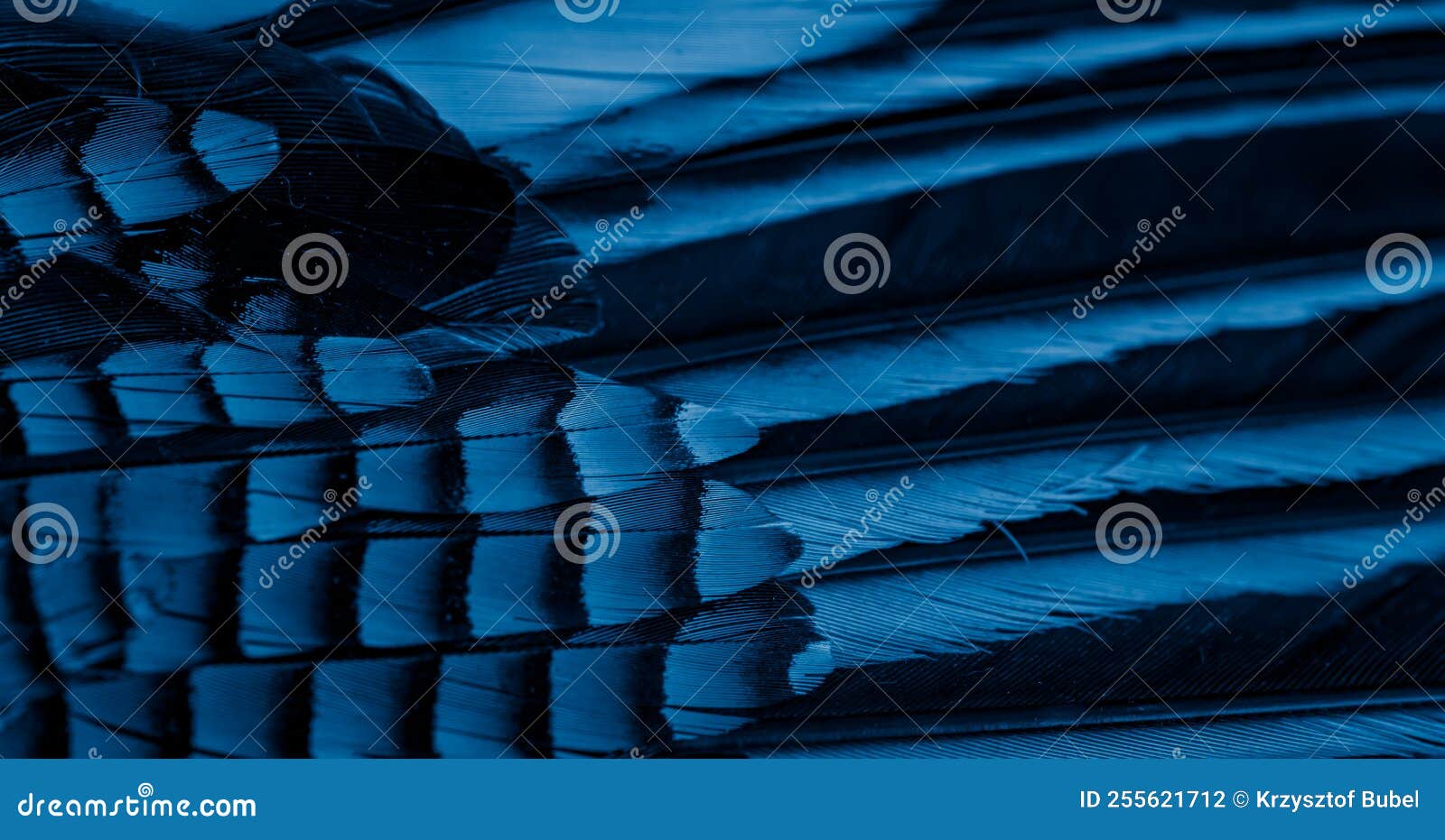 Blue and Black Jay Feathers. Background or Texture Stock Photo - Image ...