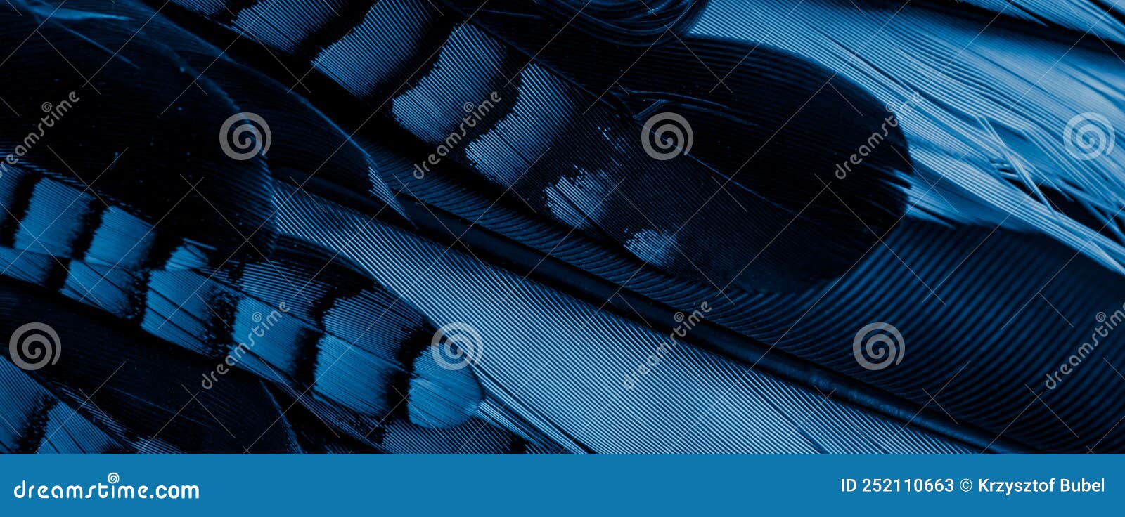 Blue and Black Jay Feathers. Background or Texture Stock Image - Image ...