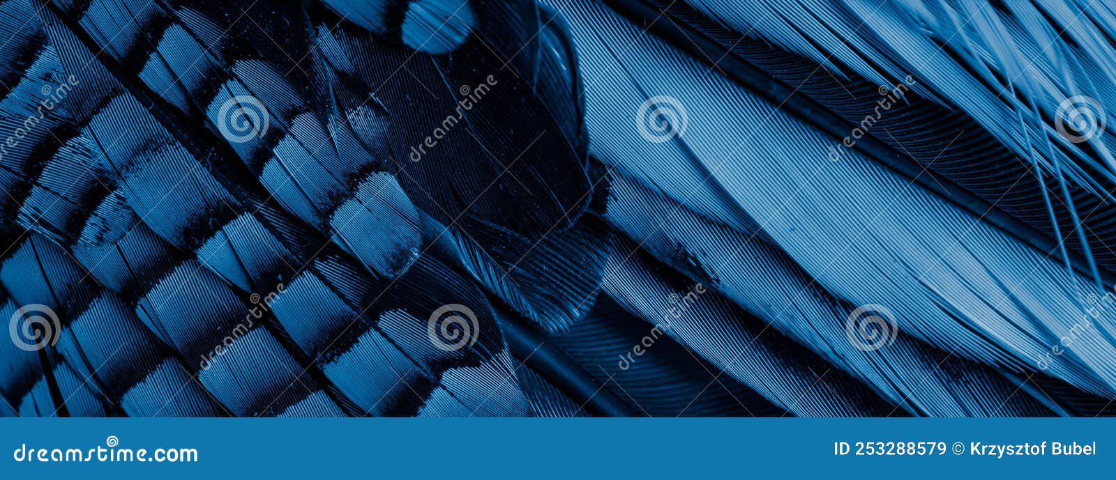Blue and Black Jay Feathers. Background or Texture Stock Image - Image ...