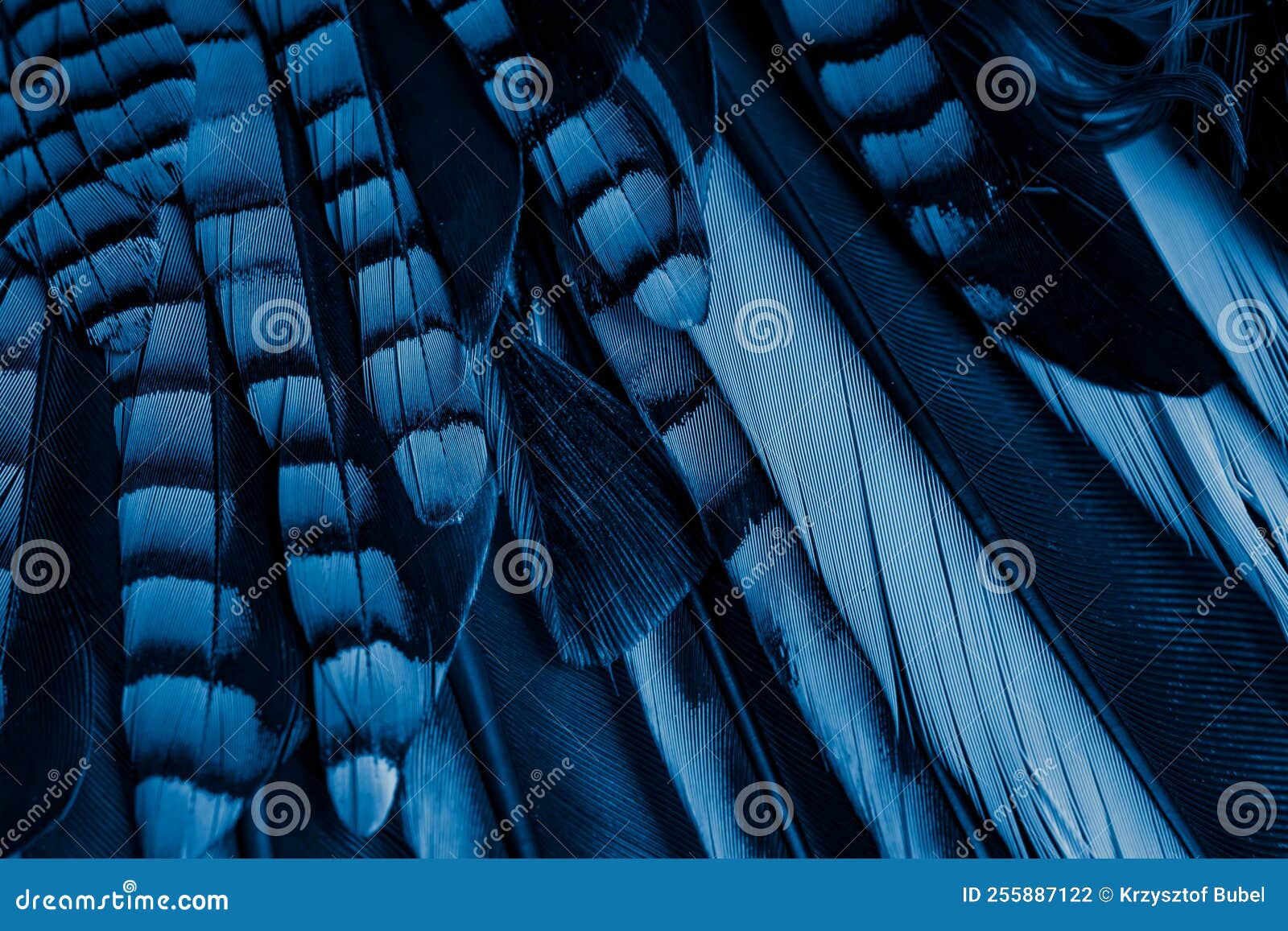 Blue and Black Jay Feathers. Background or Texture Stock Photo - Image ...