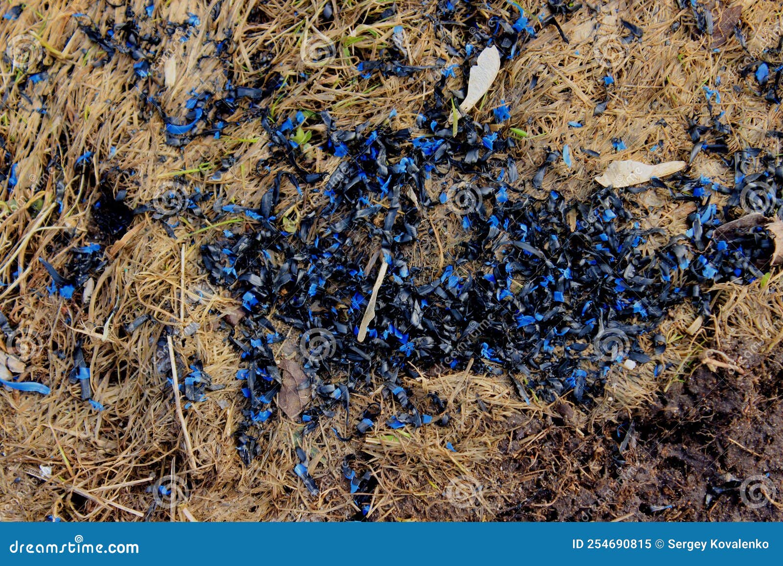 Blue and Black Ribbons on the Grass. Macro. Stock Image - Image of ...