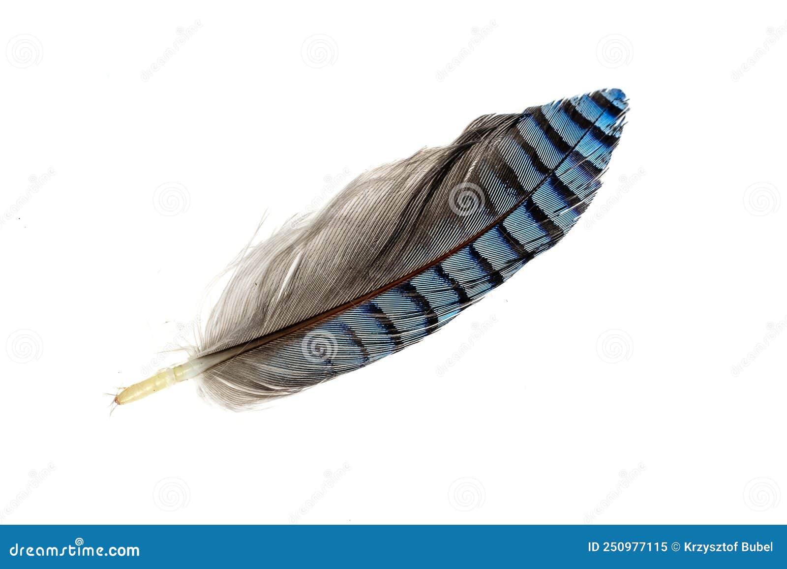 Blue with Black Striped Jay Feather on White Isolated Background Stock ...