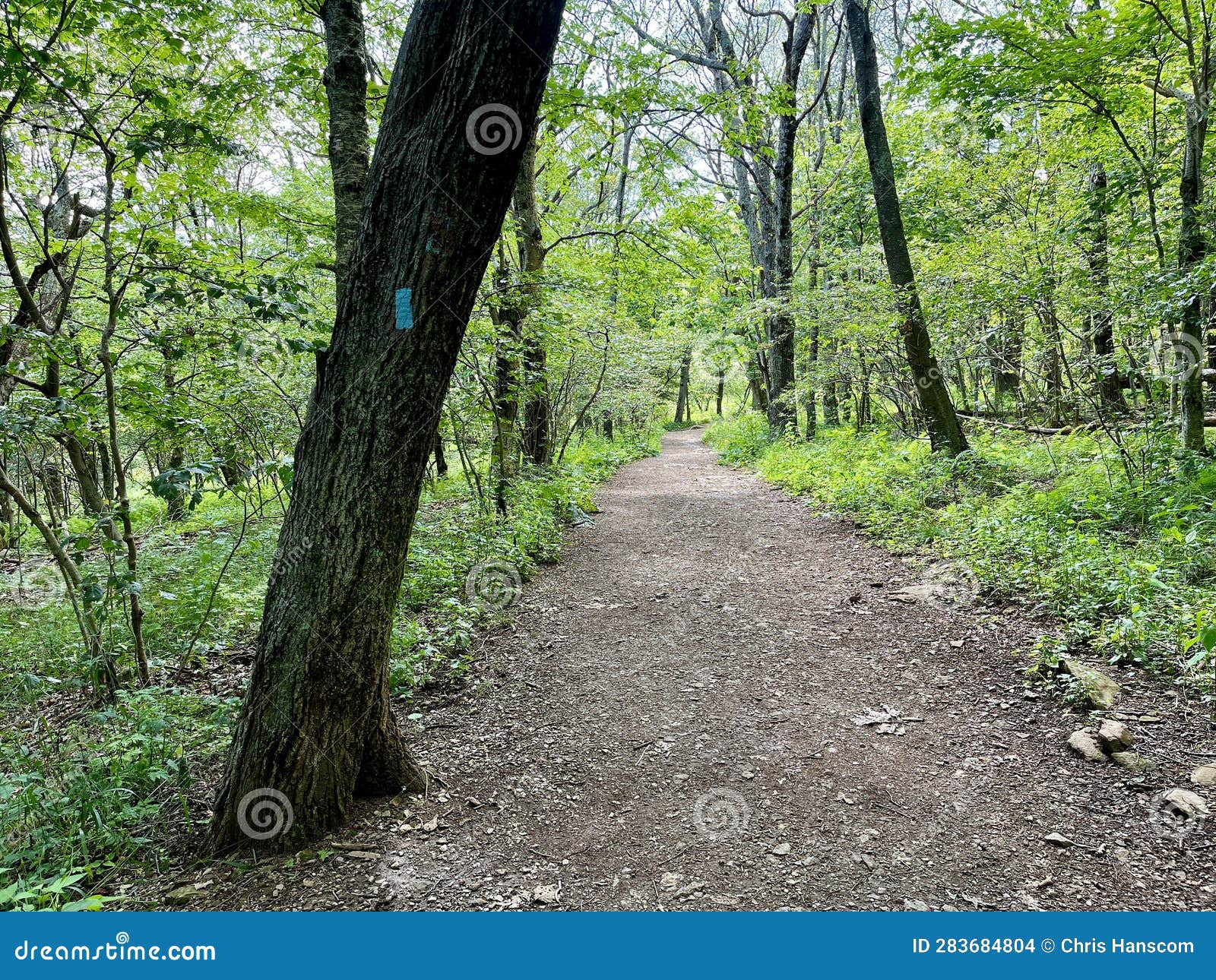 Blue Blaze on a Hiking Trail Stock Photo - Image of hiking, blaze ...