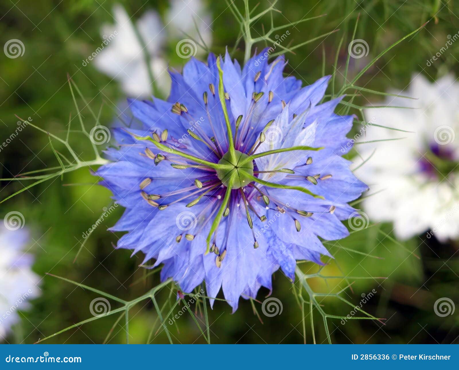 Blue Bloom stock photo. Image of bloom, nature, blossom - 2856336