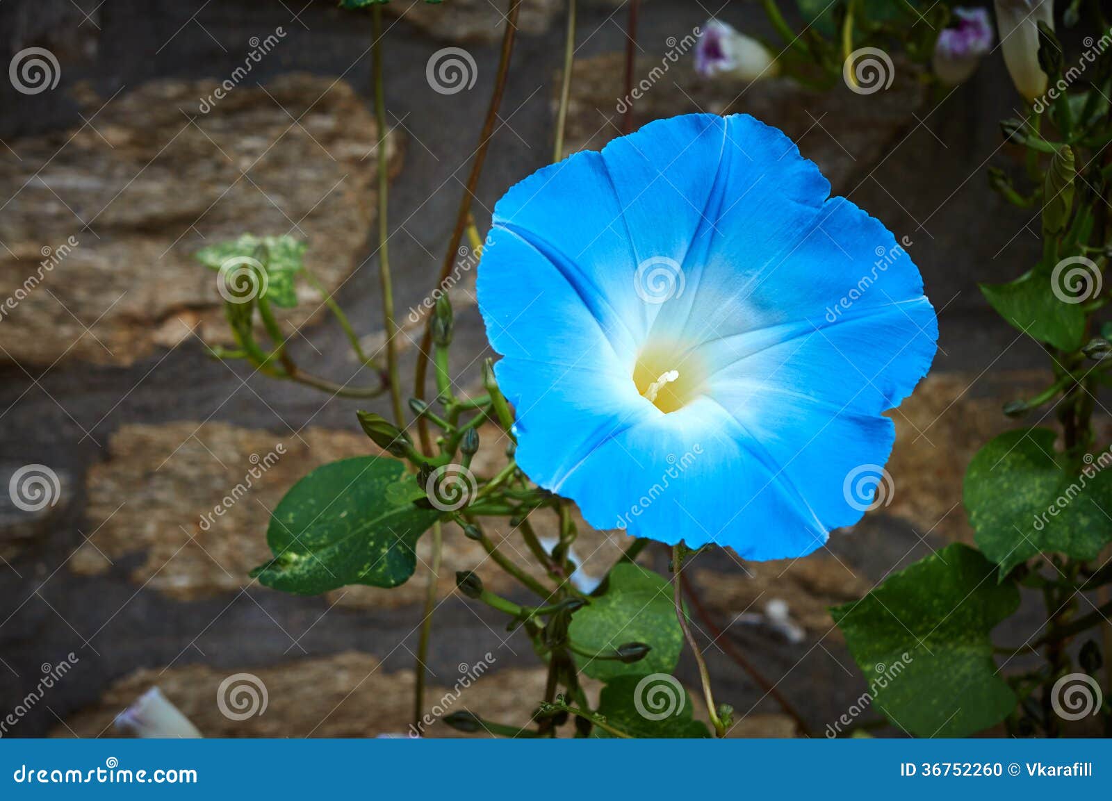 Blue Bloom Flower in Nature Stock Photo - Image of beautiful, flowers ...
