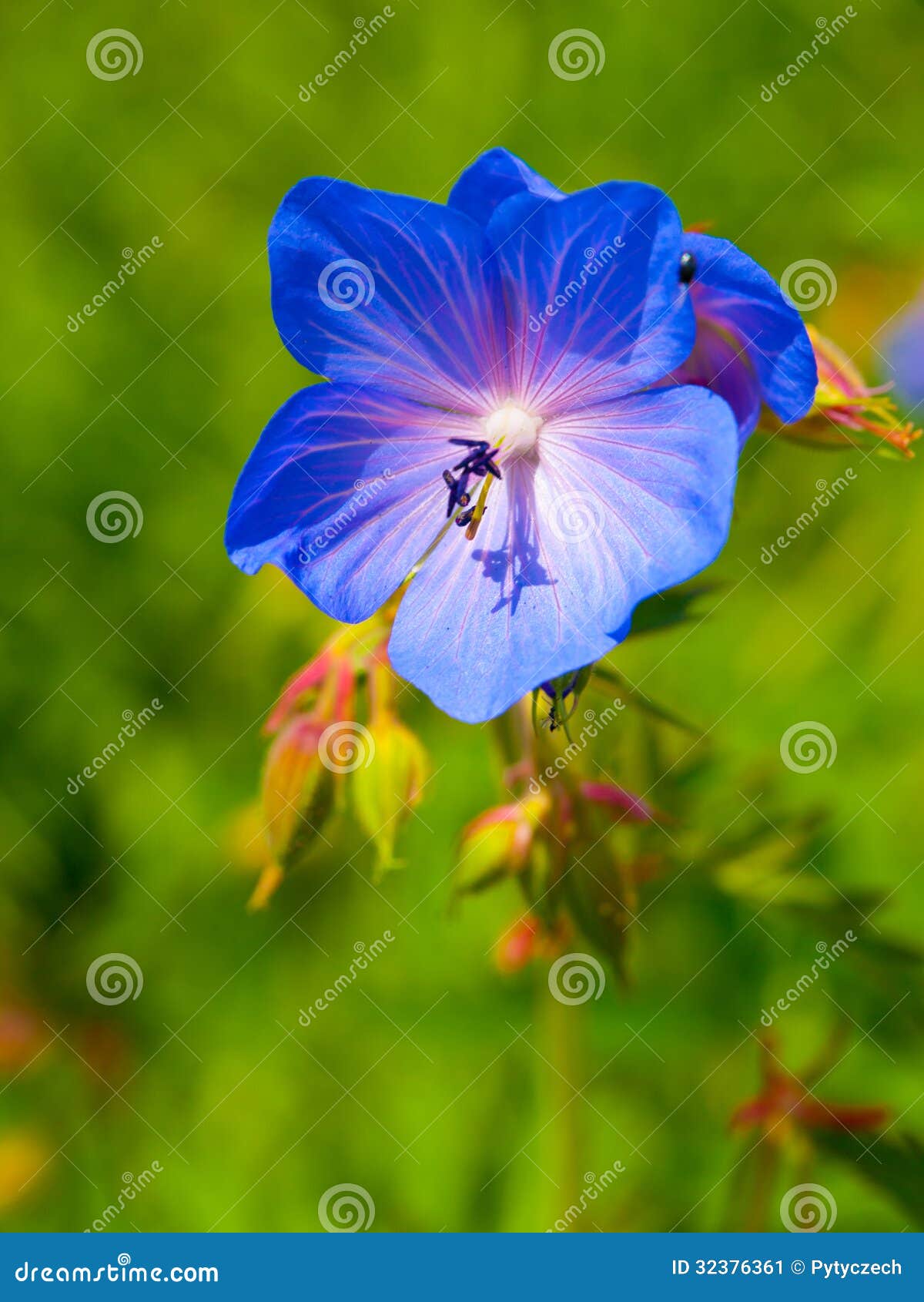 Blue bloom stock image. Image of elegant, fresh, design - 32376361