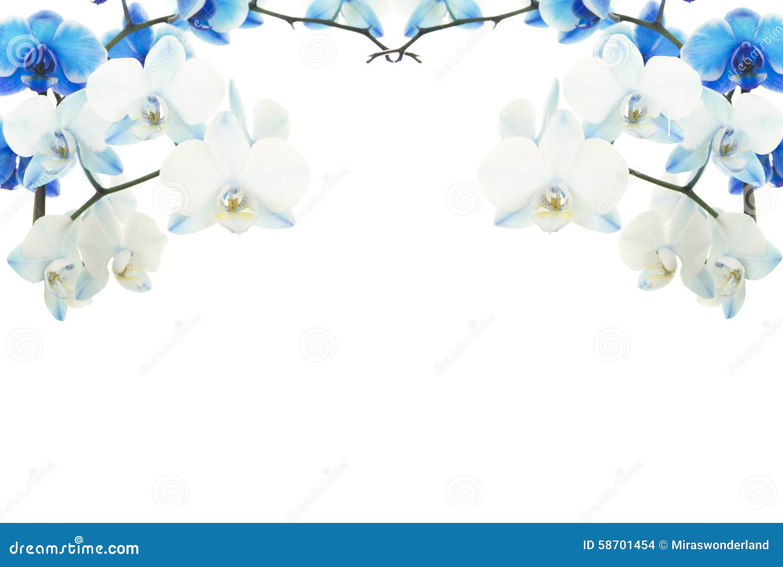 Orchids Frame Stock Photography | CartoonDealer.com #4659872