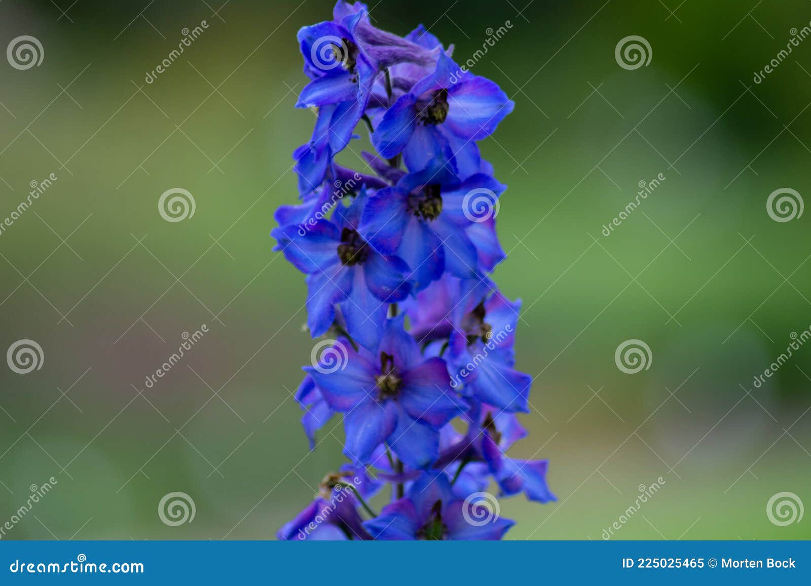 Blue Blossoms of the Alpine Delphinium Stock Image - Image of garden ...
