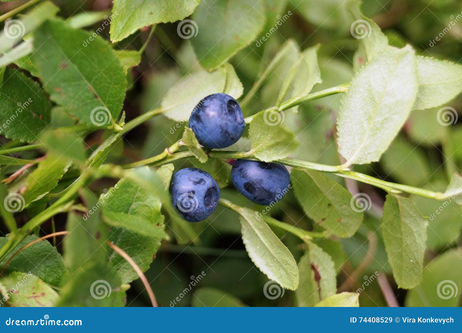 Blue Blueberries on a Branch Stock Image - Image of nicely, sunny: 74408529