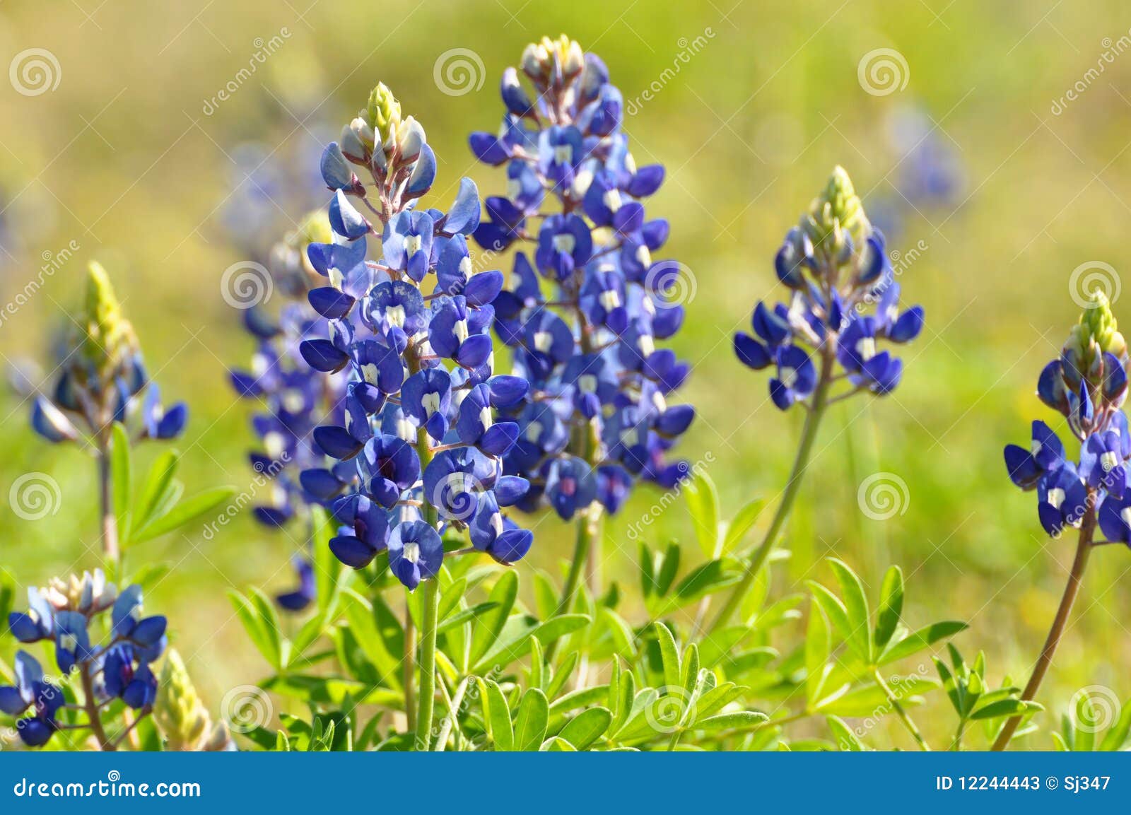 Blue Bonnet stock image. Image of flowers, field, blue - 12244443