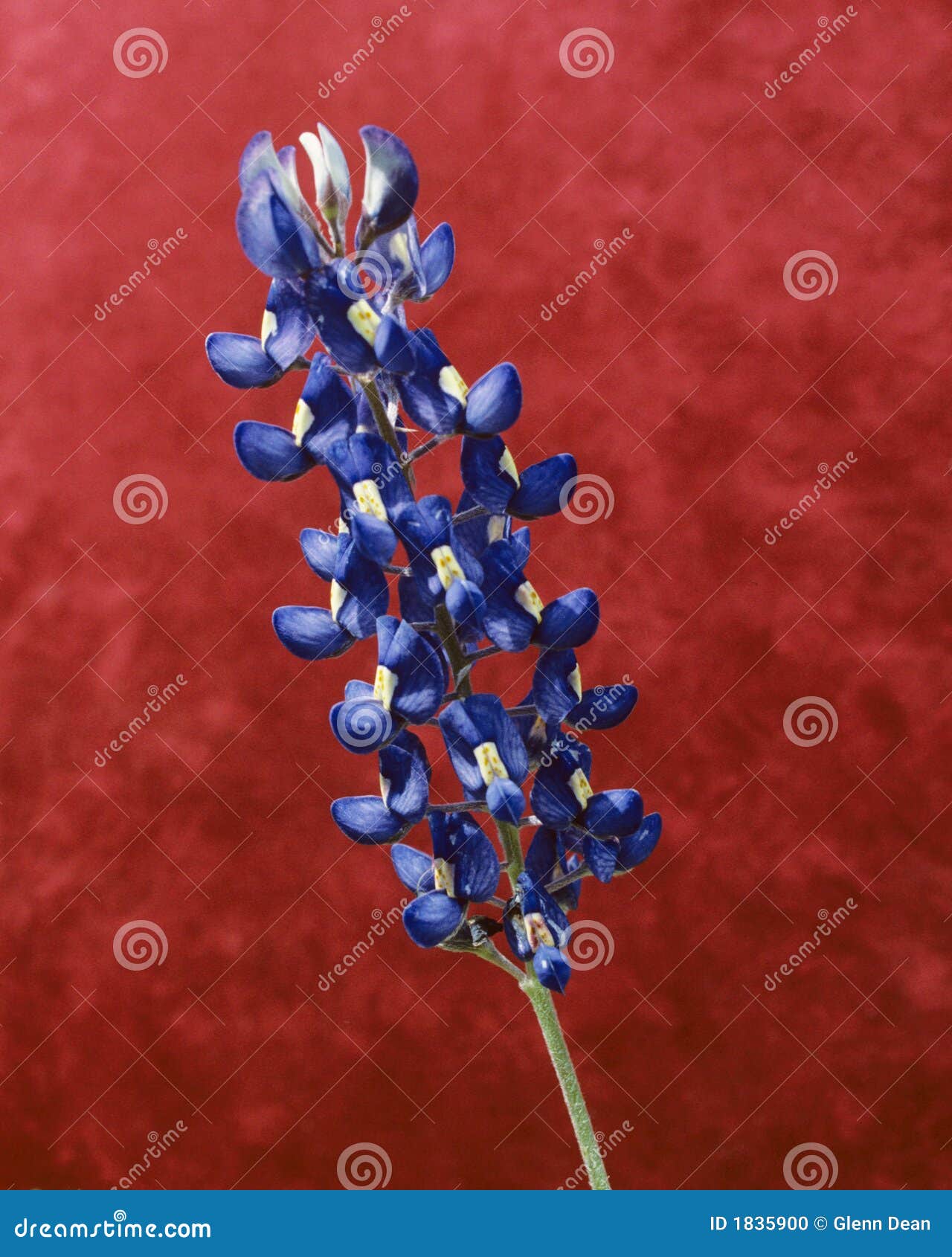 Blue Bonnet stock photo. Image of beautiful, blue, flowers - 1835900