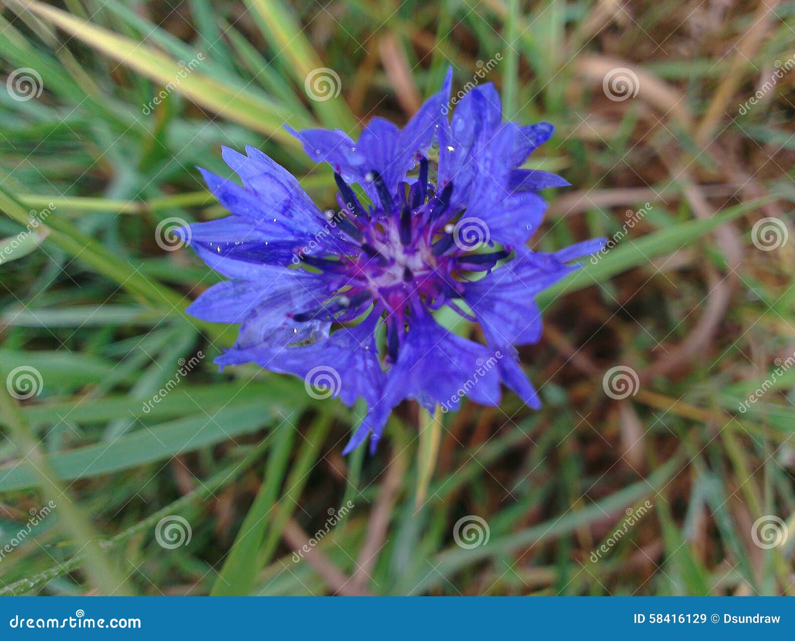 Blue-bonnet stock image. Image of cornflower, blue, bluett - 58416129