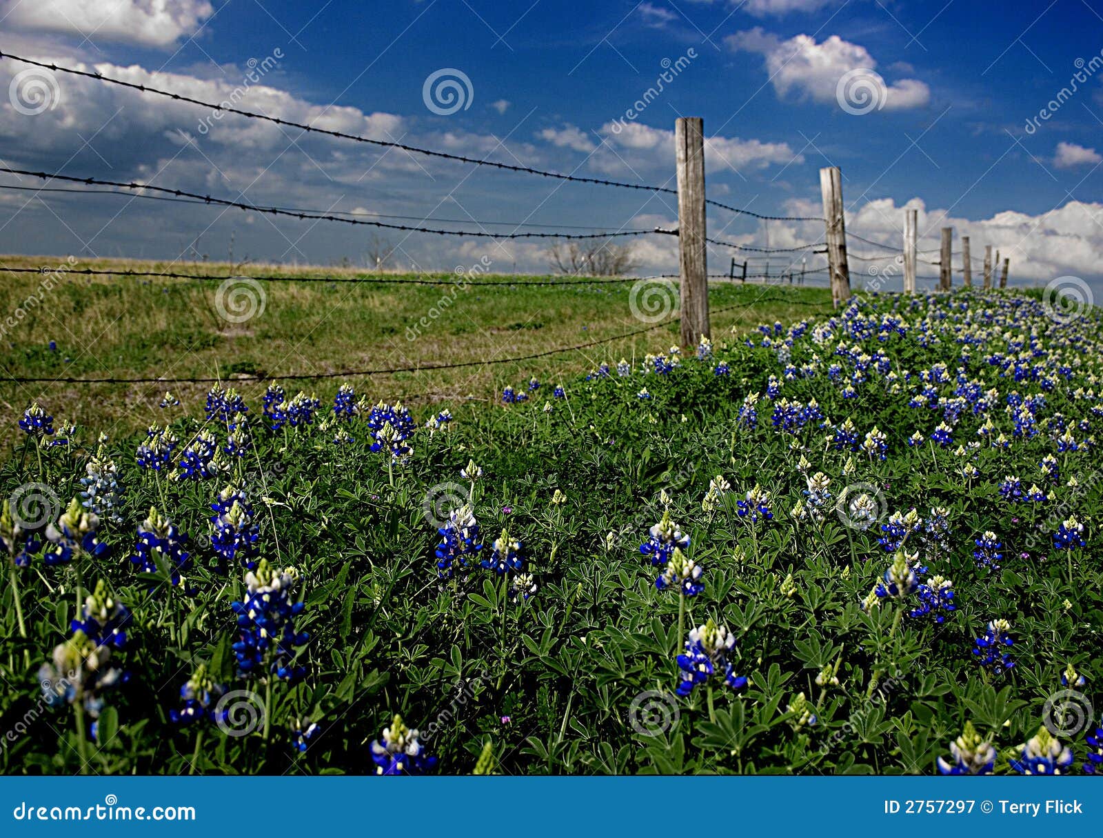 Blue Bonnet Row stock image. Image of roadside, wildflower - 2757297