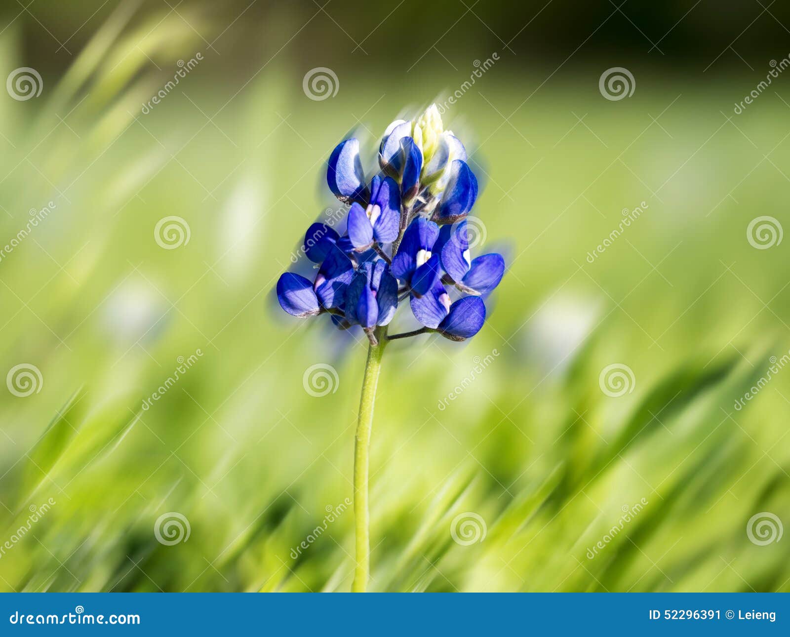 Blue Bonnet in the Wind stock image. Image of bright - 52296391