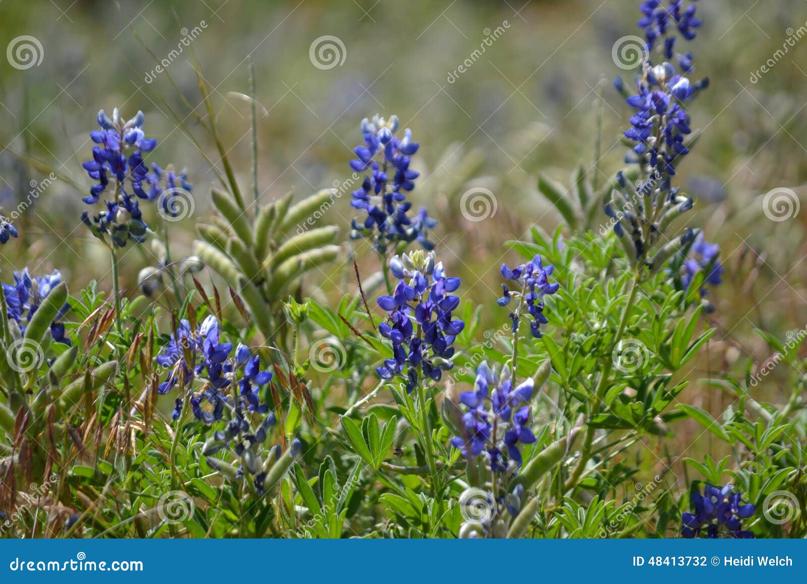 Blue bonnets stock photo. Image of awesome, field, bonnets - 48413732