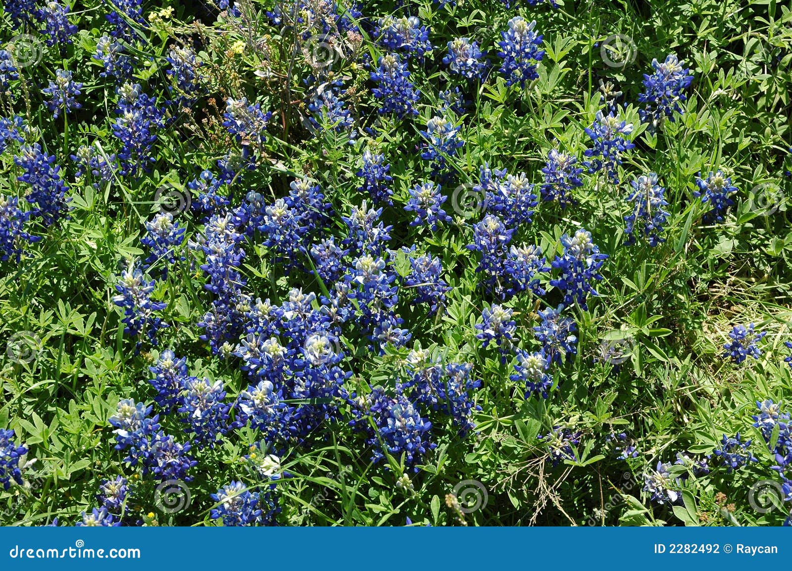 Blue Bonnets in Texas stock photo. Image of green, trees - 2282492