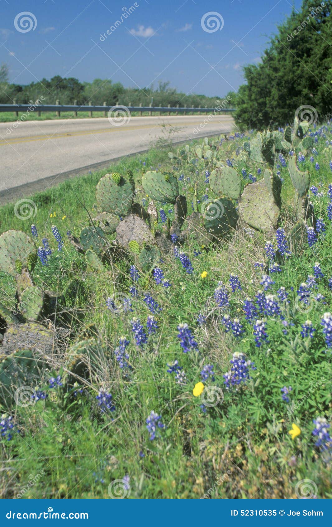 Blue Bonnets and Wild Spring Flowers Along a Road in Texas Stock Image ...