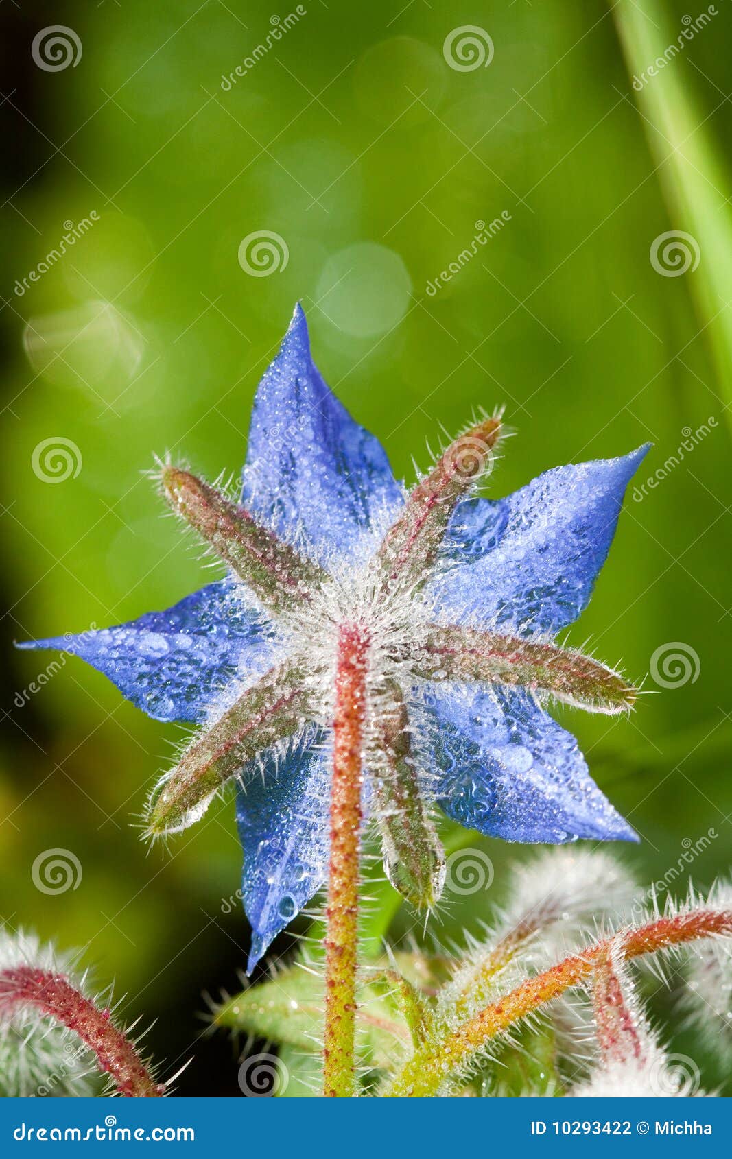 Blue borage stock photo. Image of close, outside, leaf - 10293422