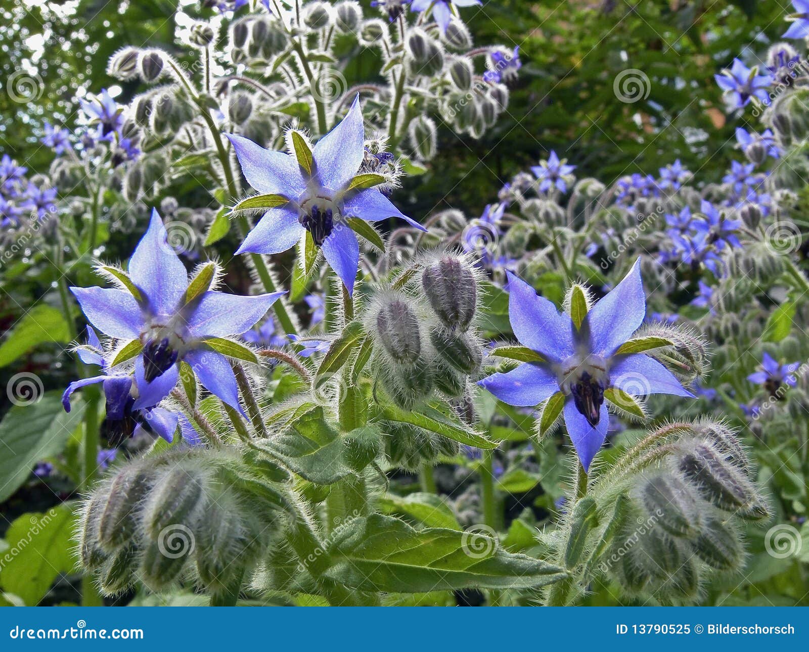 Blue borage stock image. Image of food, fragility, borago - 13790525