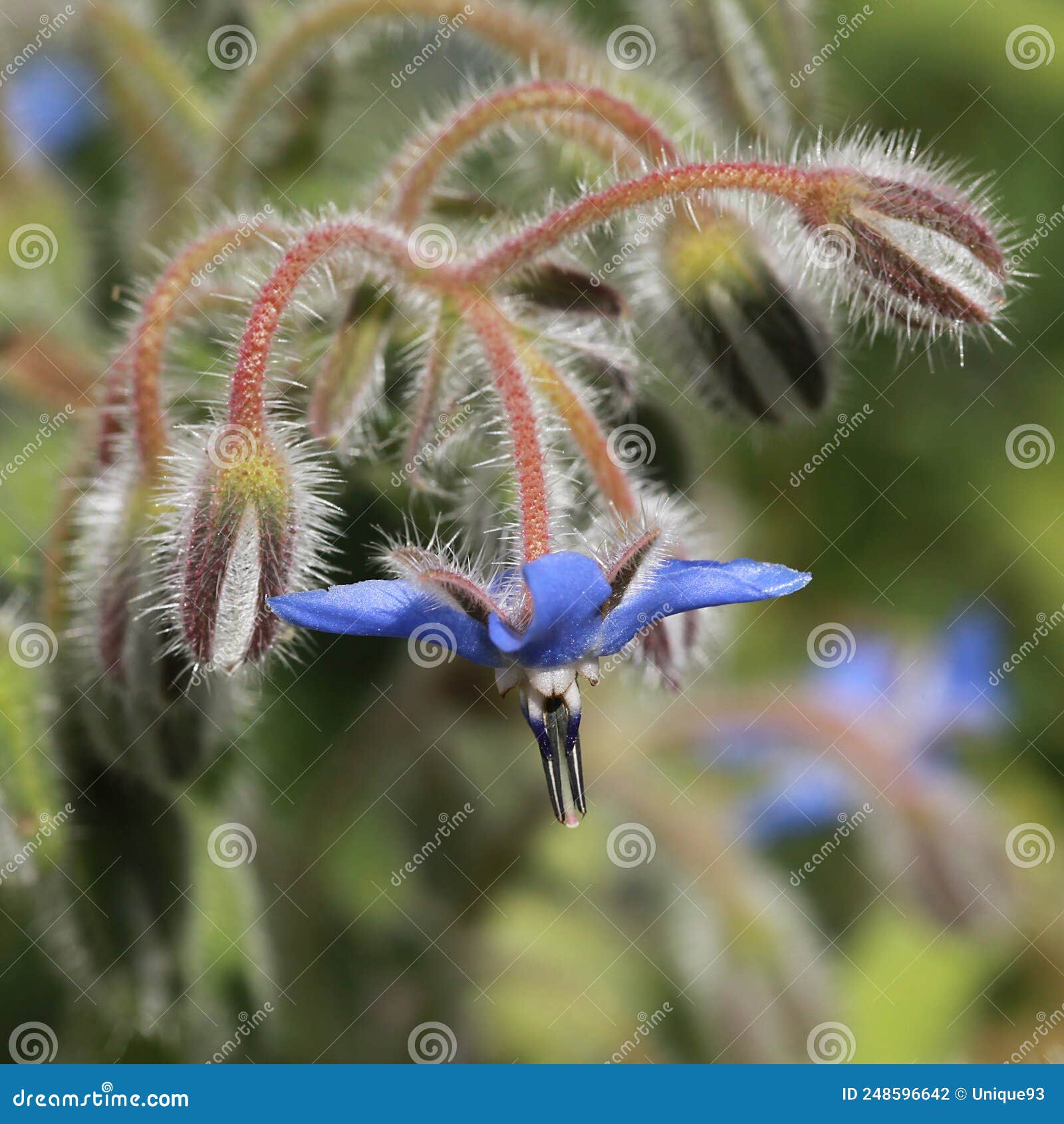 Blue Borage in bloom stock photo. Image of printemps - 248596642
