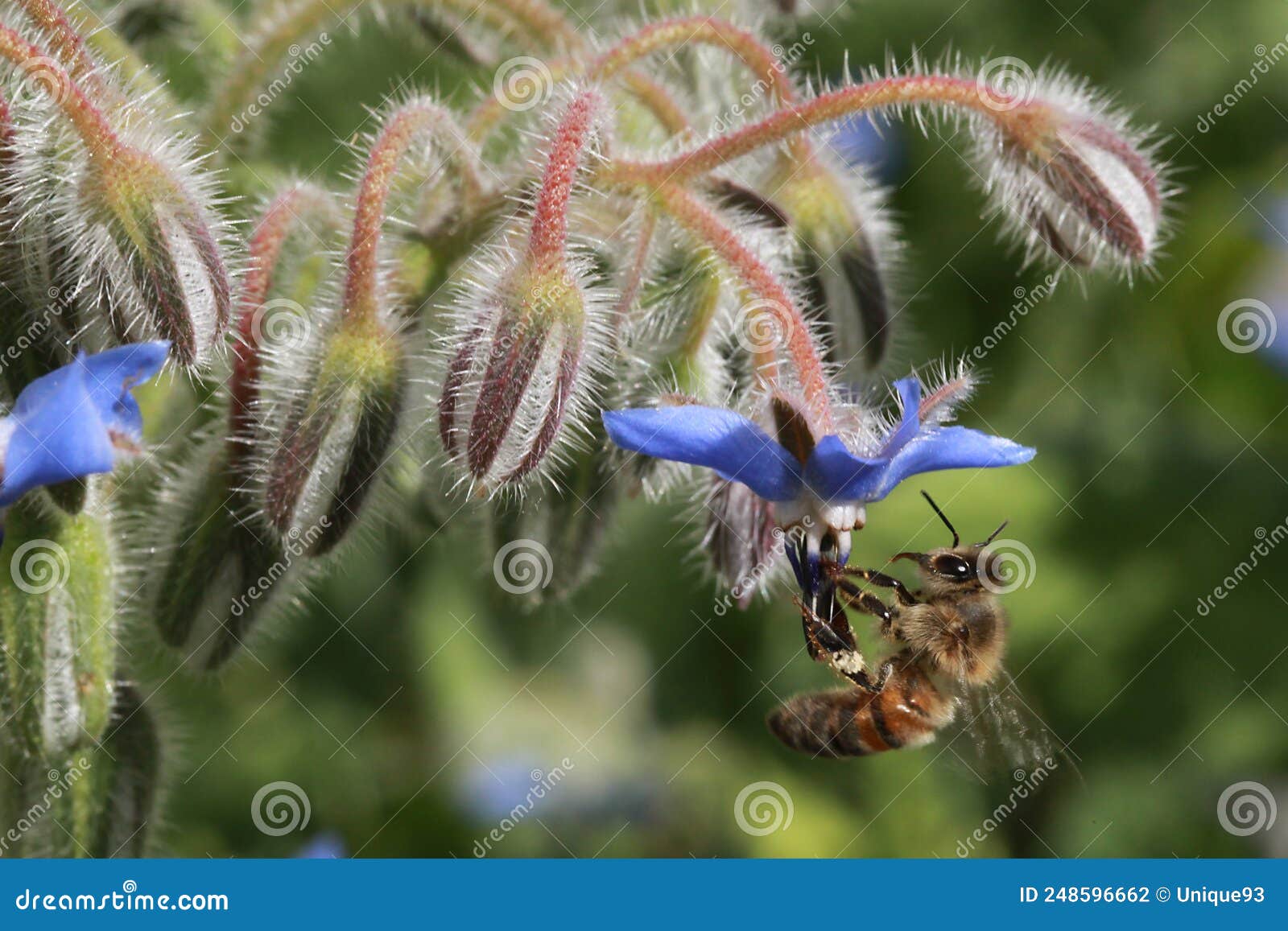 Blue Borage in bloom stock photo. Image of phytothérapie - 248596662
