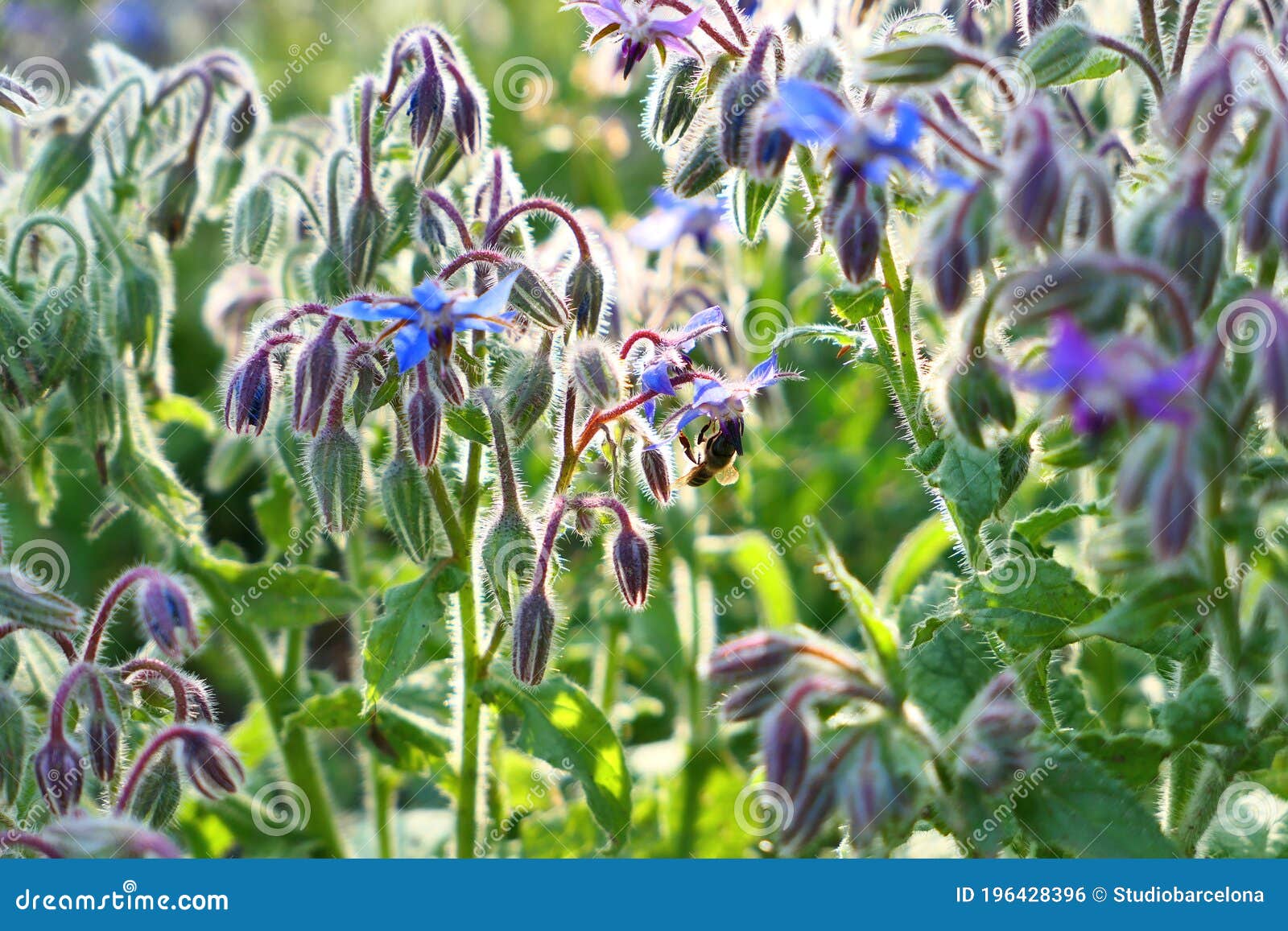 Blue borage flowers stock photo. Image of bloom, blossom - 196428396
