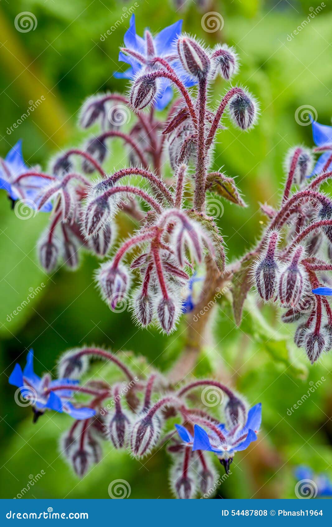 Blue Borage Flowers in the Border Stock Photo - Image of landscaped ...
