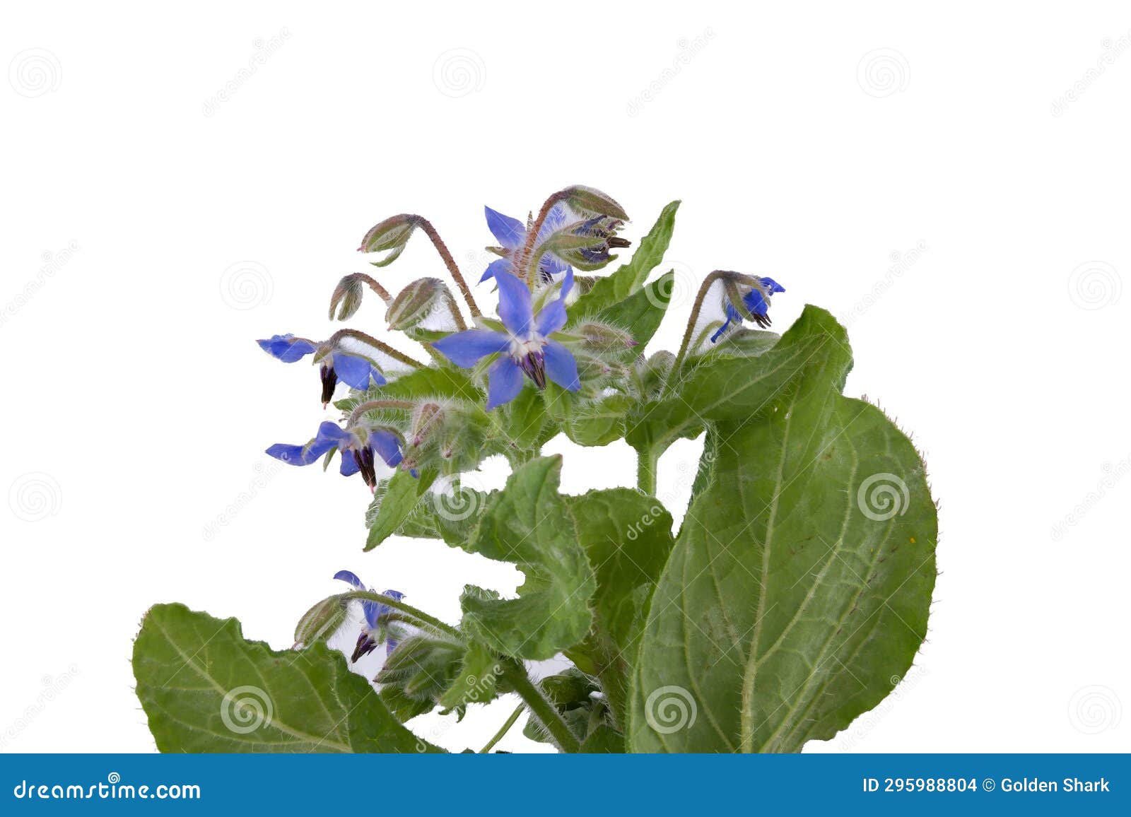 Blue Borage Flowers for Decoration at White Background Stock Photo ...