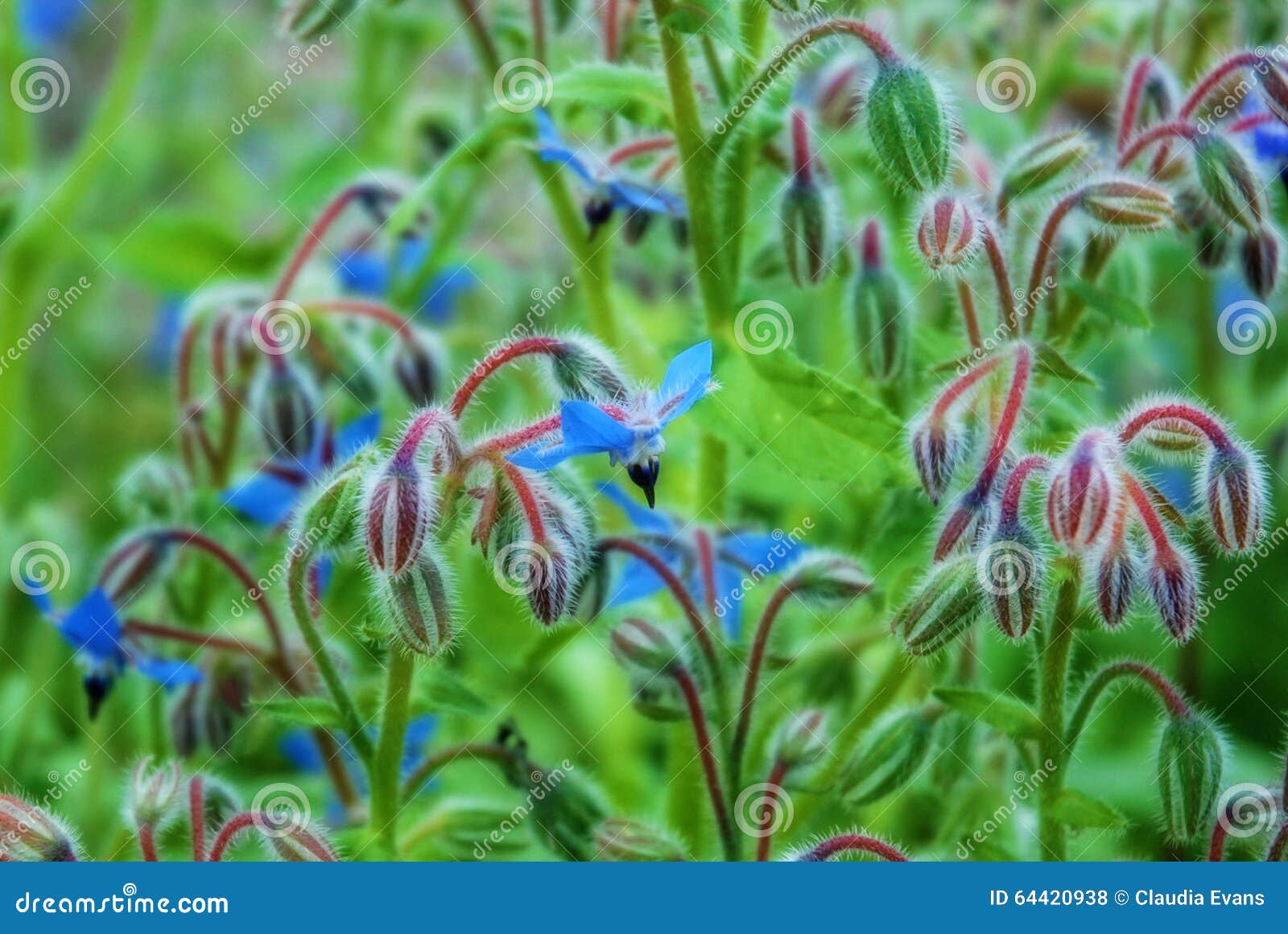 Blue borage stock photo. Image of wild, petal, blue, green - 64420938