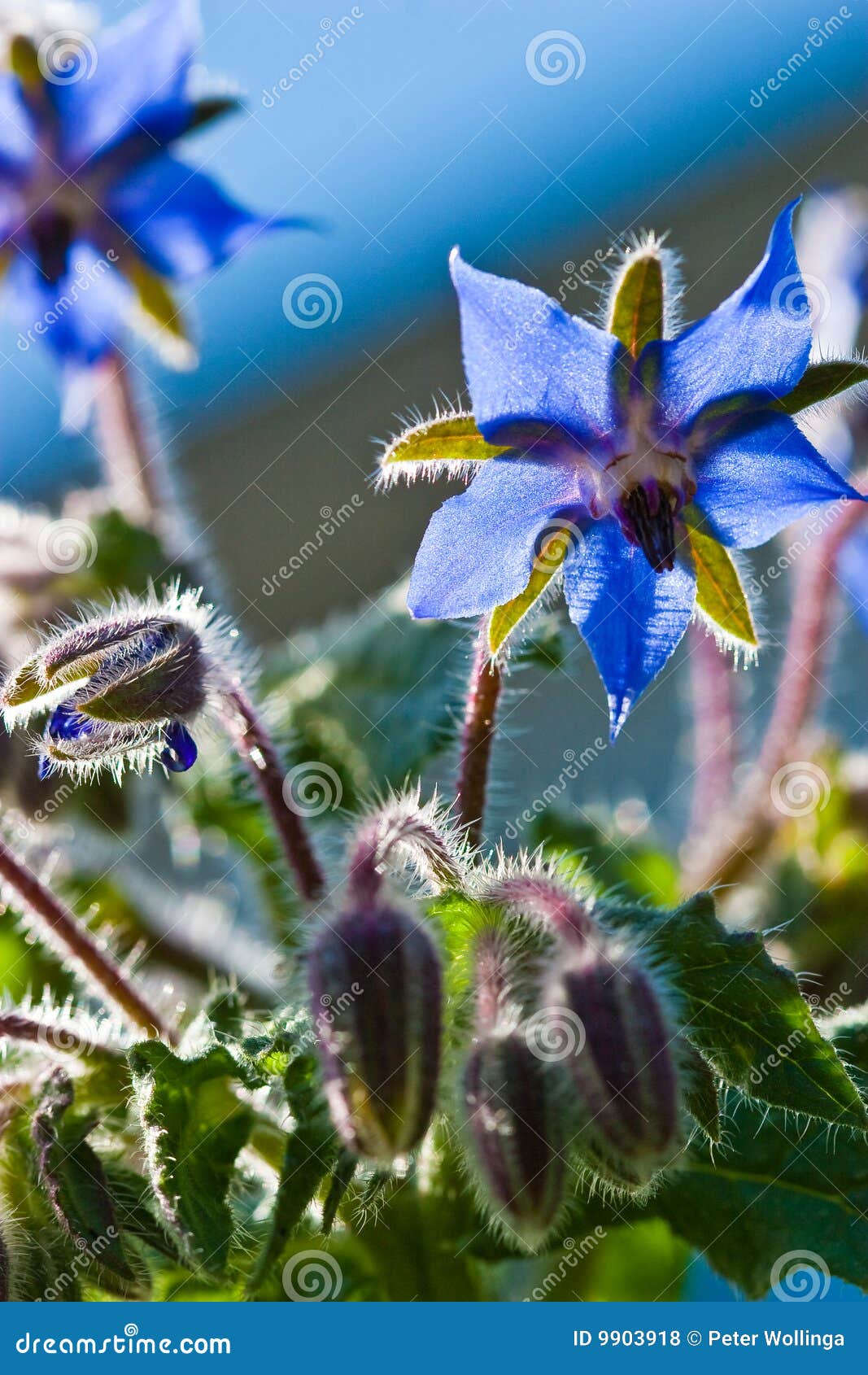 Blue borage, star flower stock photo. Image of spring - 9903918