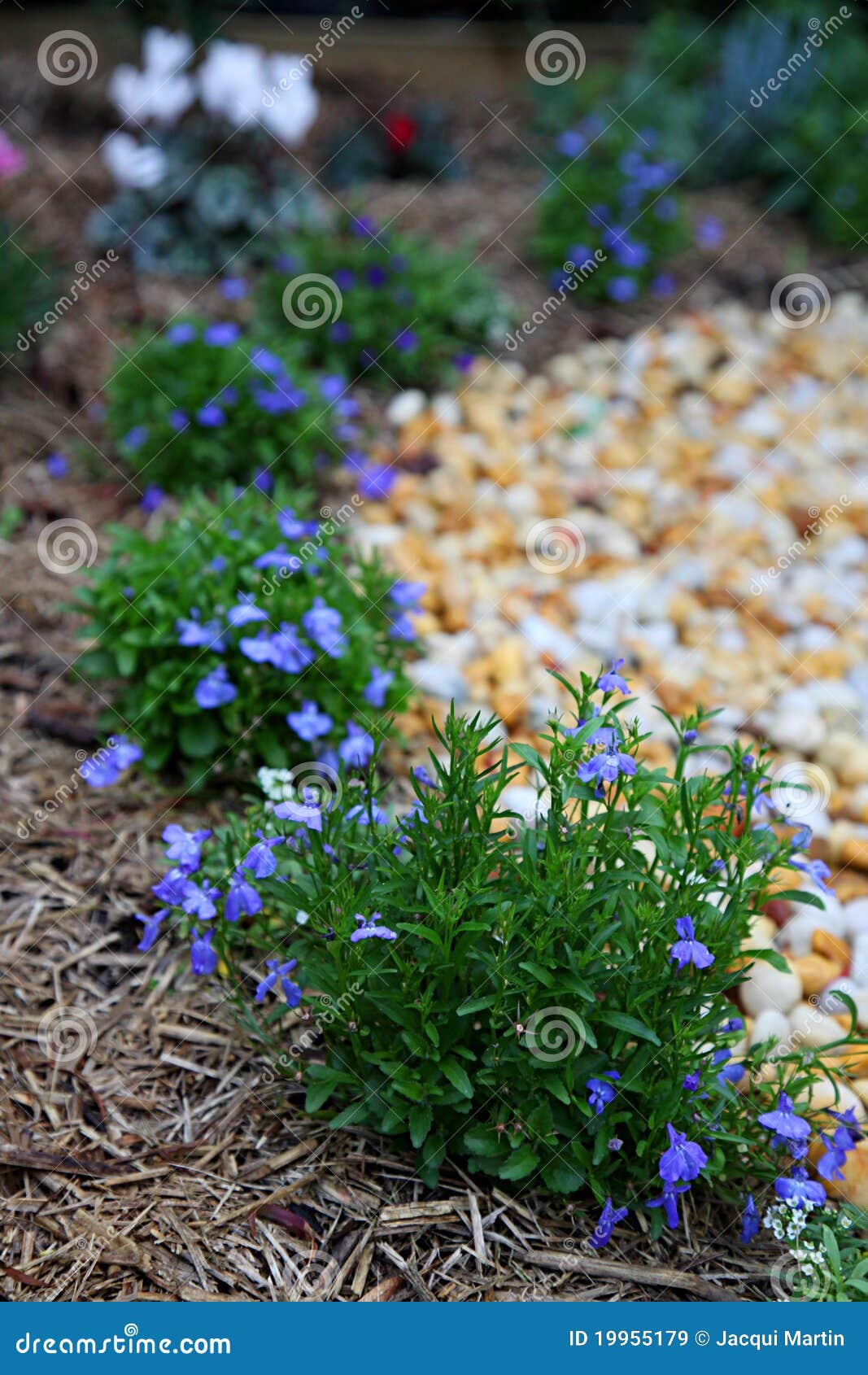 Blue border stock image. Image of isolation, nature, bloom - 19955179