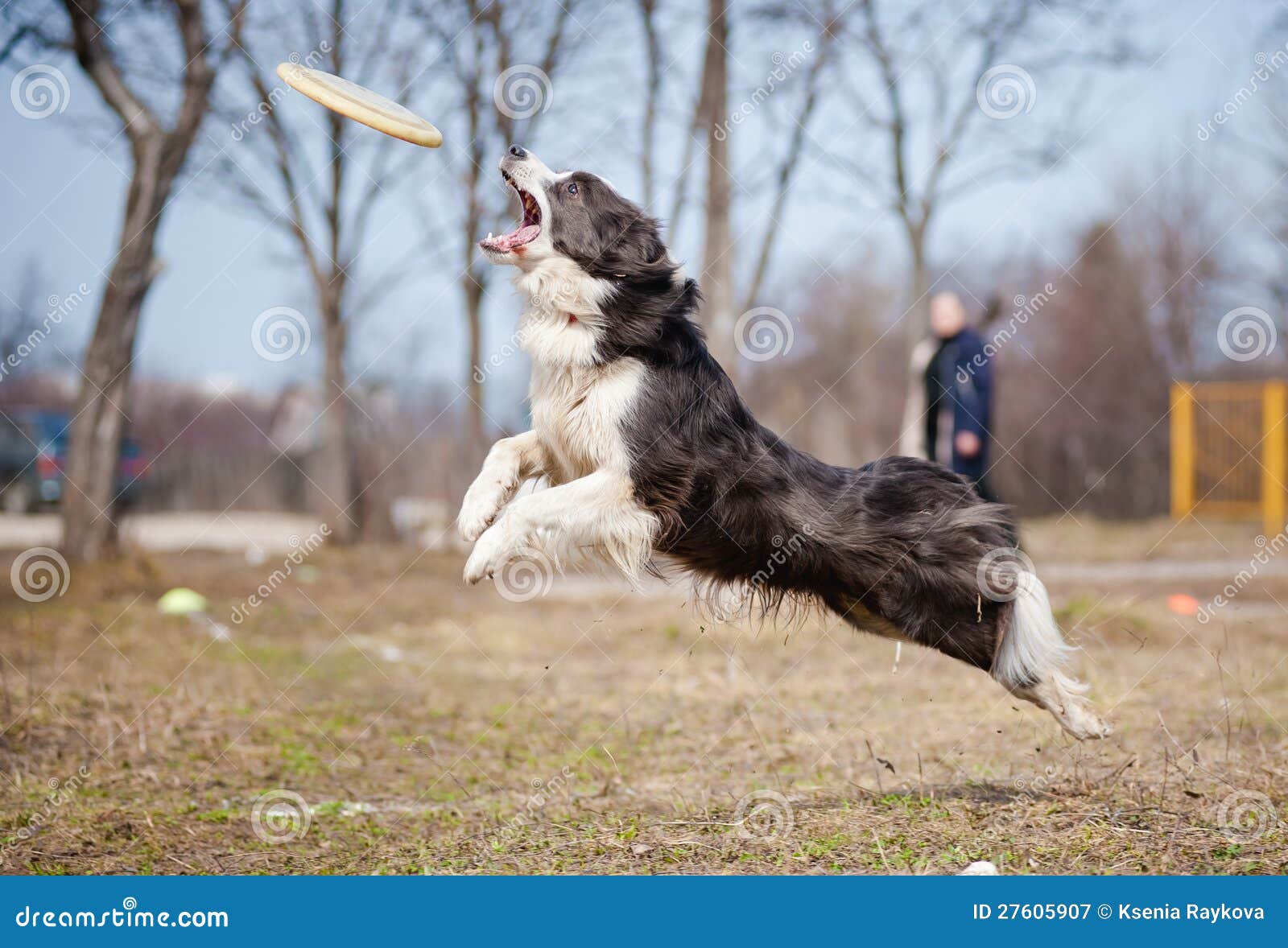 Blue Border Collie Catching Disc in Jump Stock Image - Image of flying ...