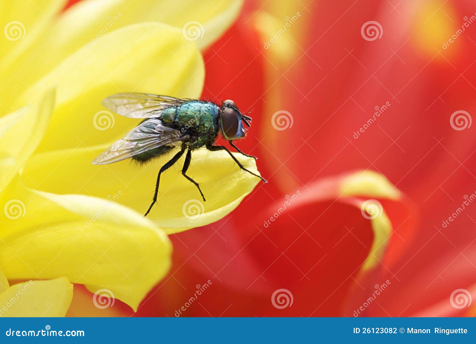 Blue Bottle Fly - Calliphora Vomitoria Stock Photo - Image of common ...