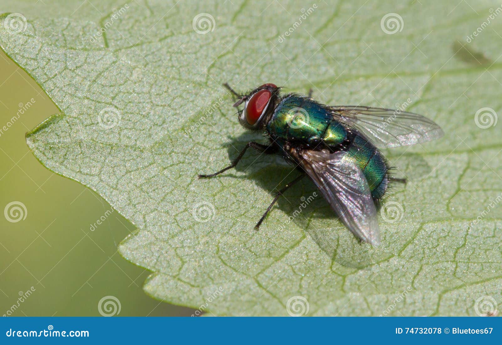 A blue bottle fly stock photo. Image of close, greenbottle - 74732078