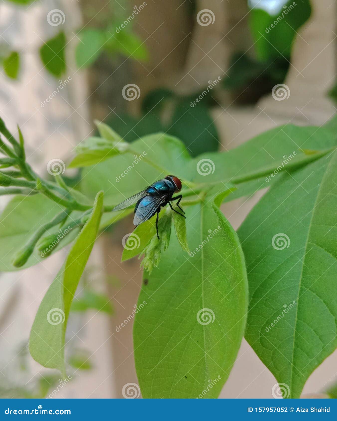 Blue Bottle Fly or Bottlebee Sitting on Green Leaves Stock Photo ...