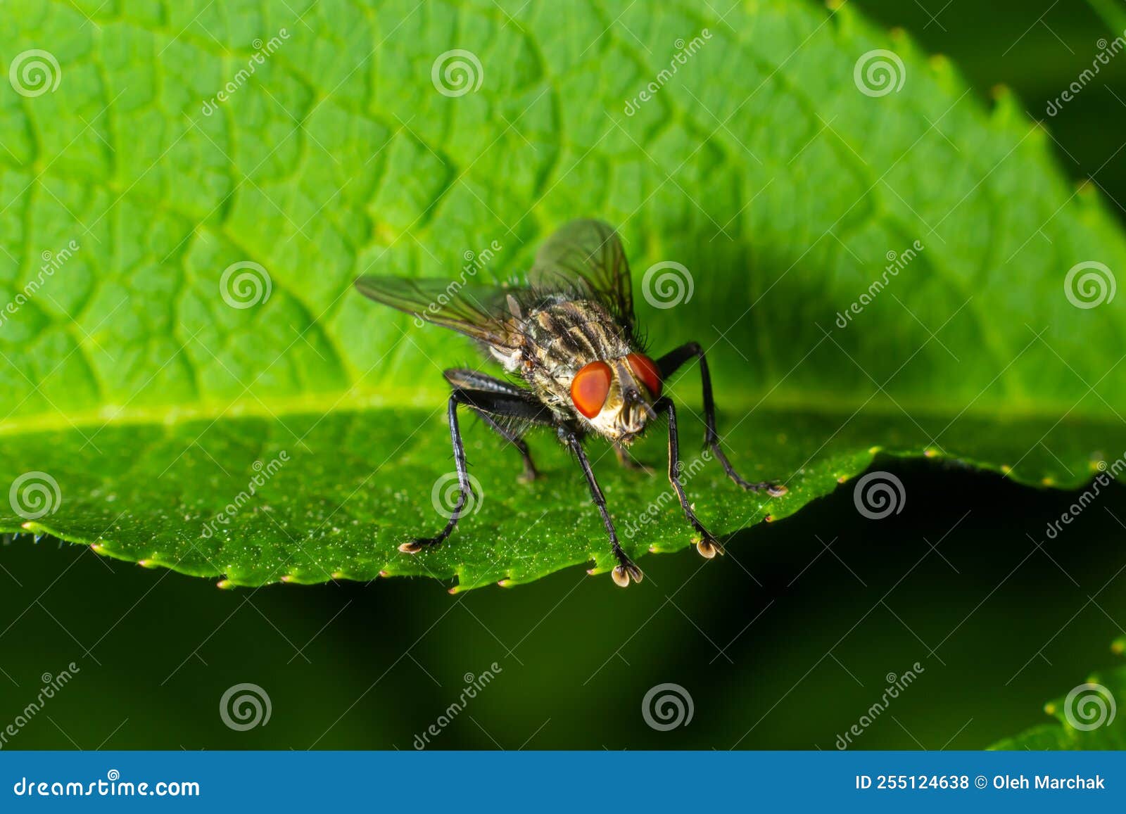 Blue Bottle Fly Species Calliphora Vomitoria Isolated Stock Photo ...