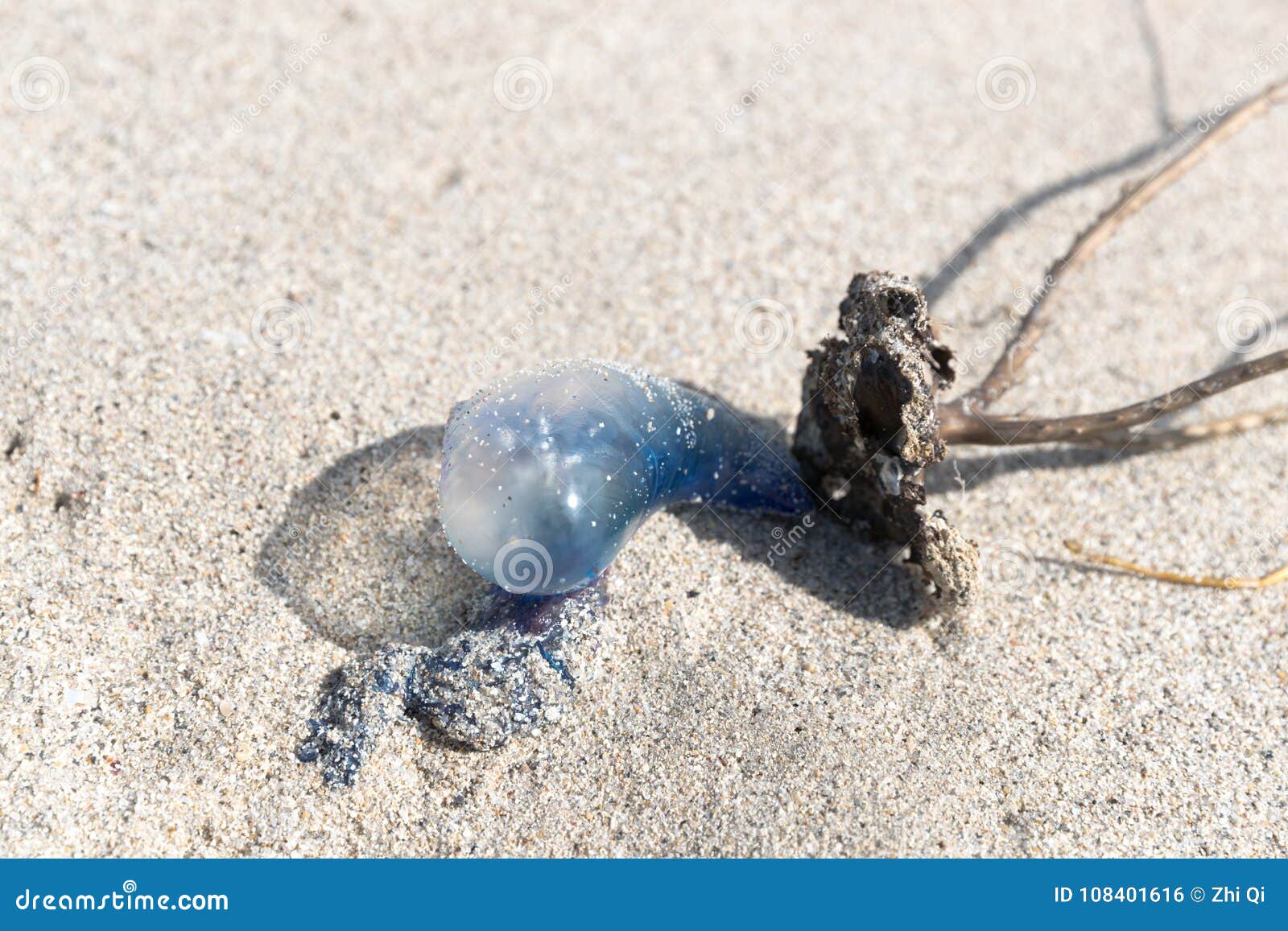 Blue bottle jellyfish stock photo. Image of ancient - 108401616