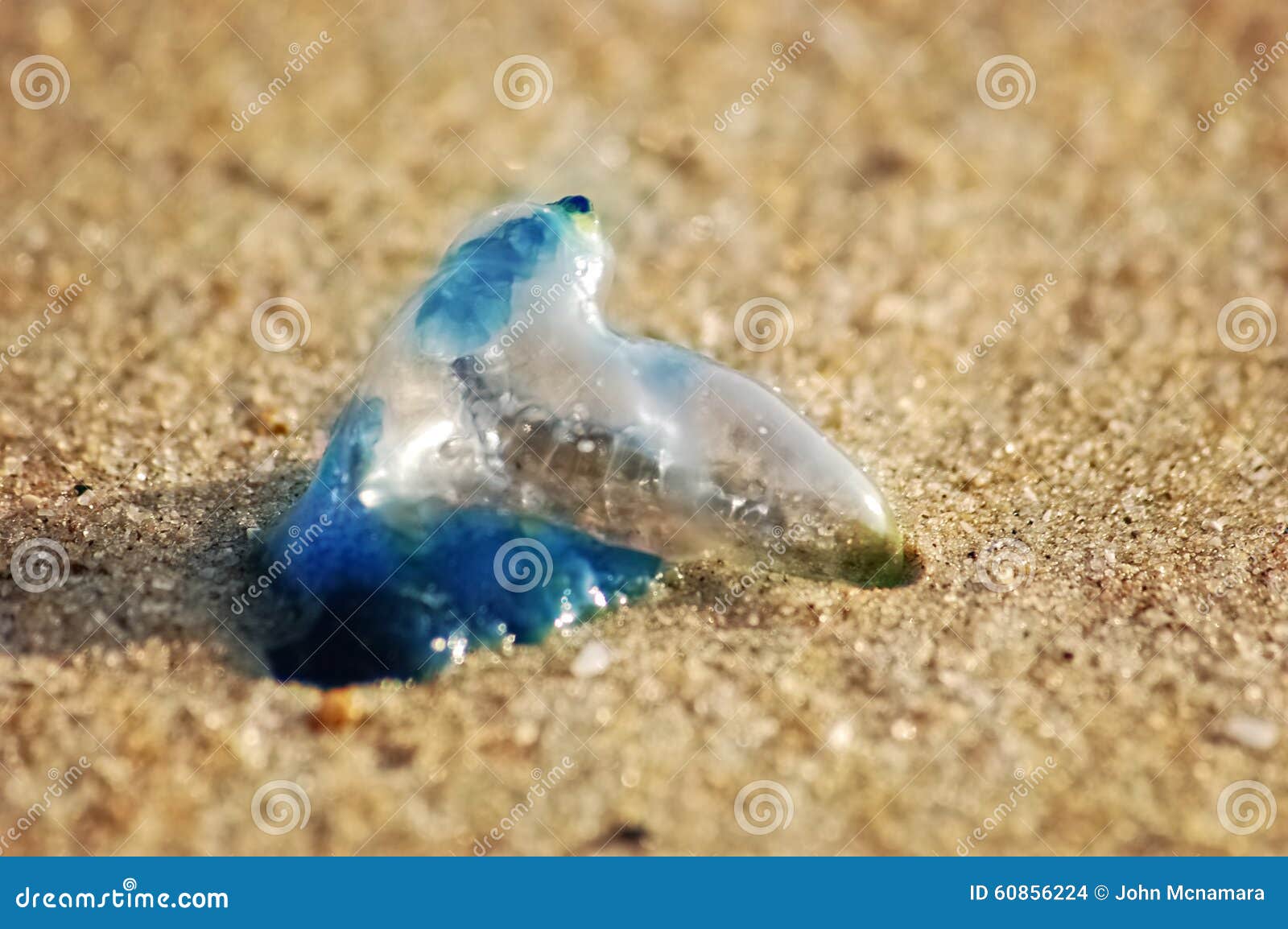 Blue Bottle on sand stock photo. Image of bottle, field - 60856224