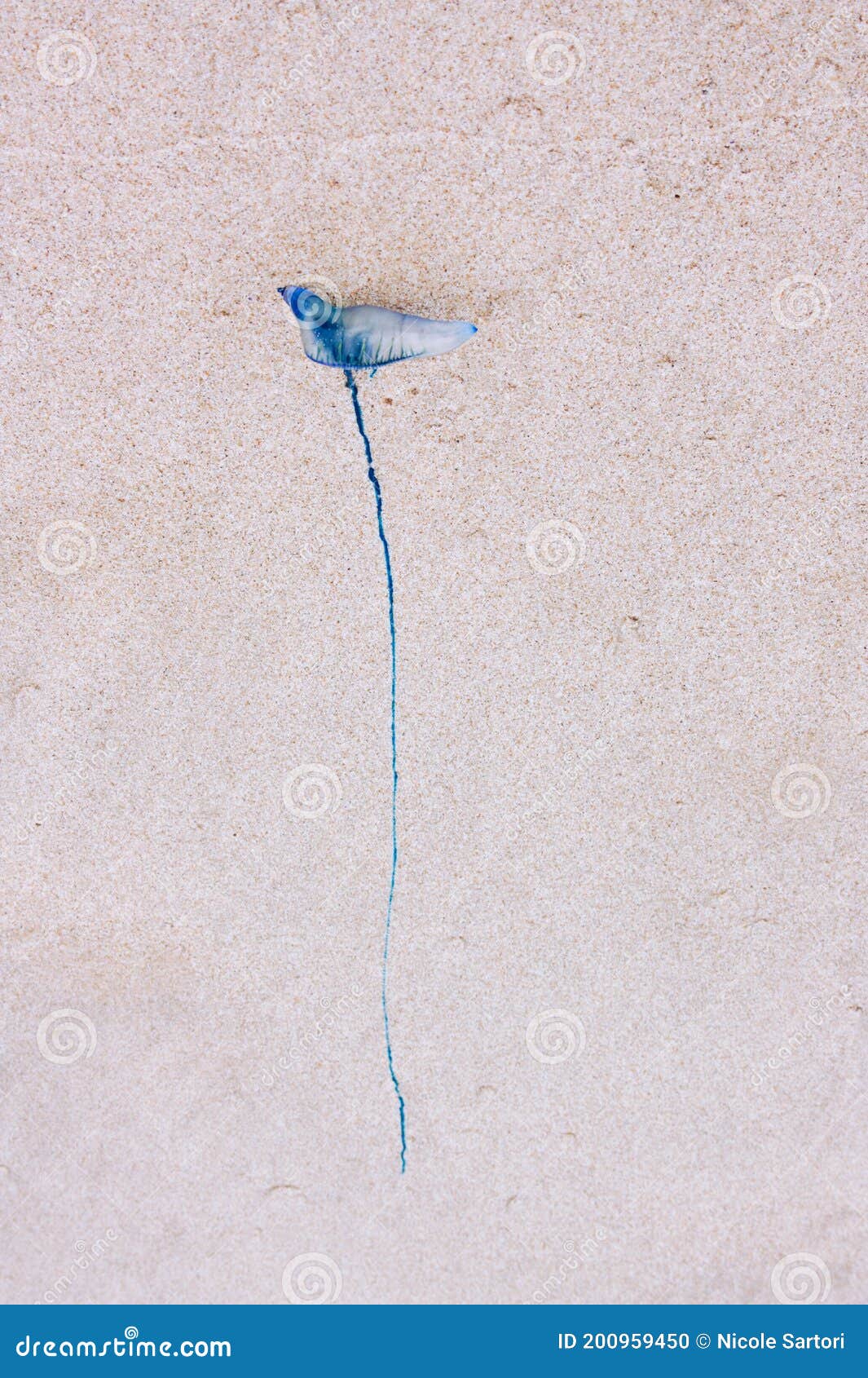 Blue Bottle Washed Up on Corindi Beach Stock Photo - Image of lighting ...