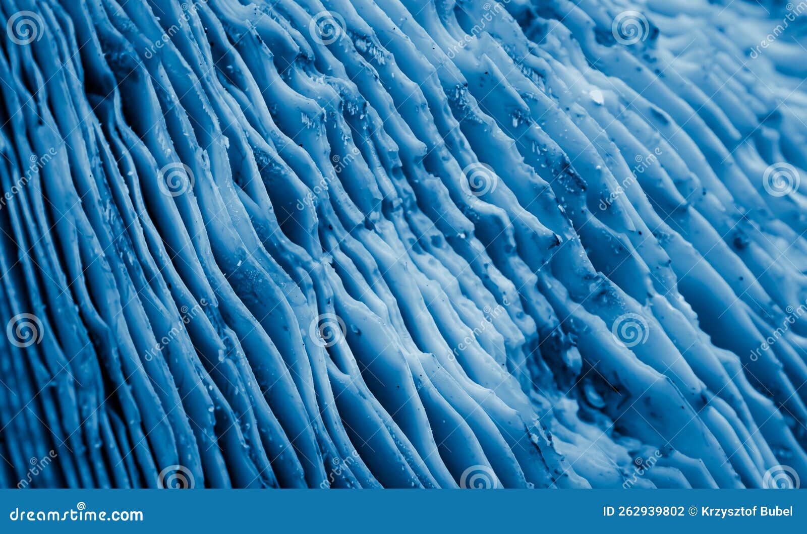 Blue Bottom of the Mushroom with Gills Stock Photo - Image of macro ...