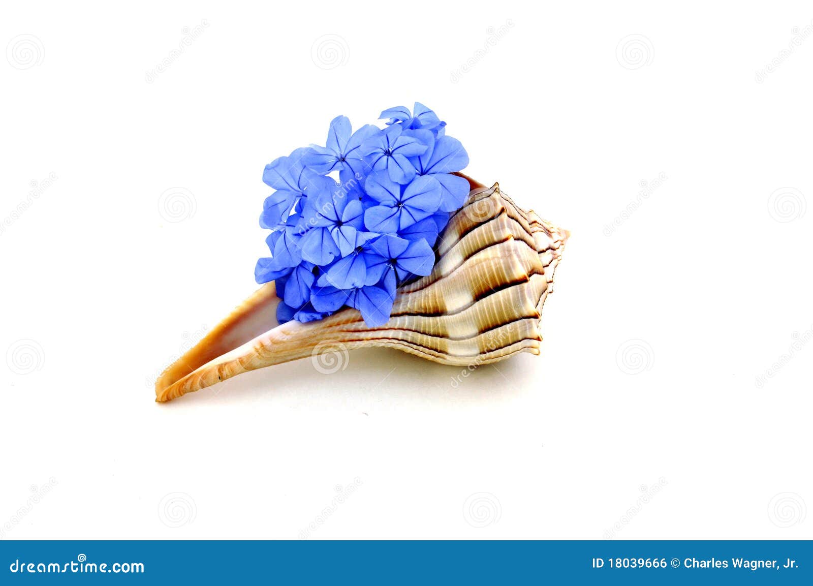 Blue Bouquet in Shell stock photo. Image of beauty, conch - 18039666
