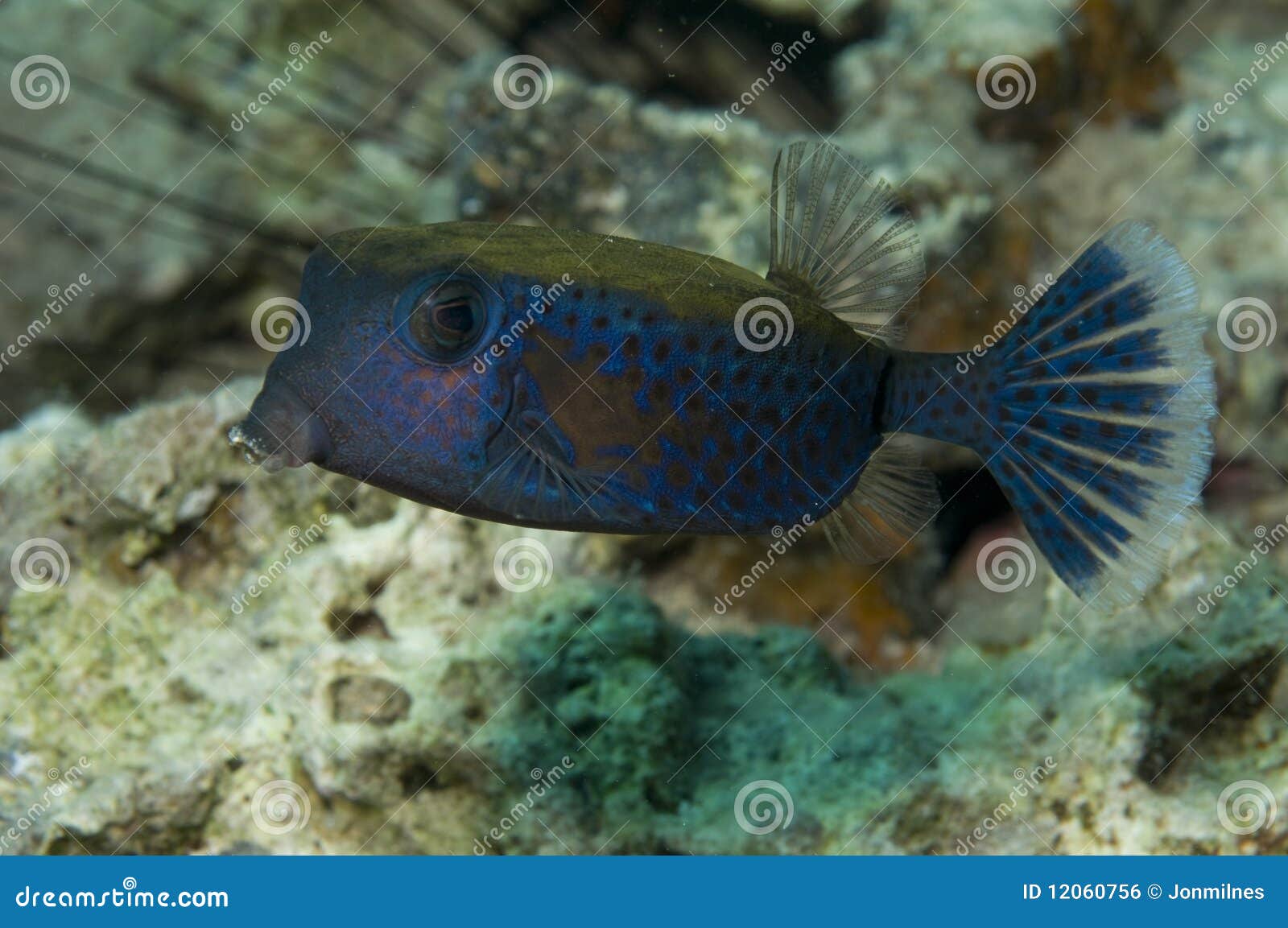 Blue Box Fish stock photo. Image of scuba, leisure, saltwater - 12060756