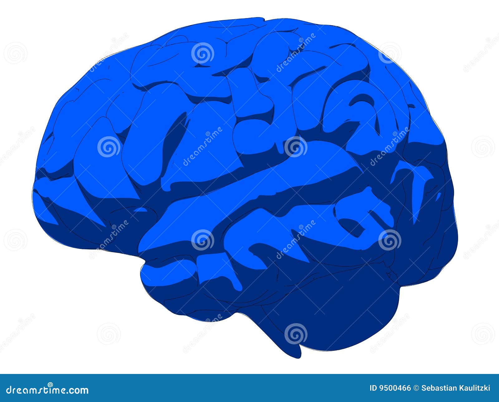 Blue brain stock vector. Illustration of anatomy, mentality - 9500466