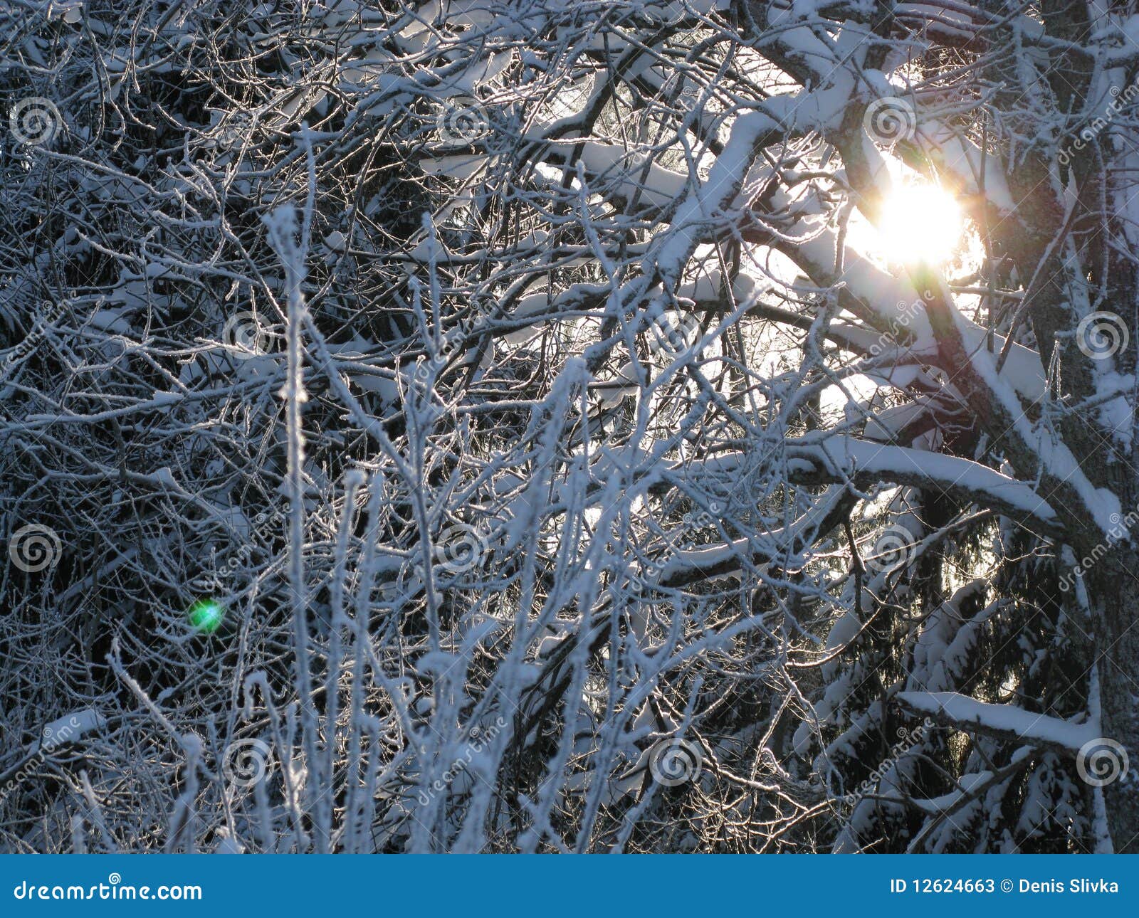 Blue branch stock image. Image of sunny, white, nature - 12624663
