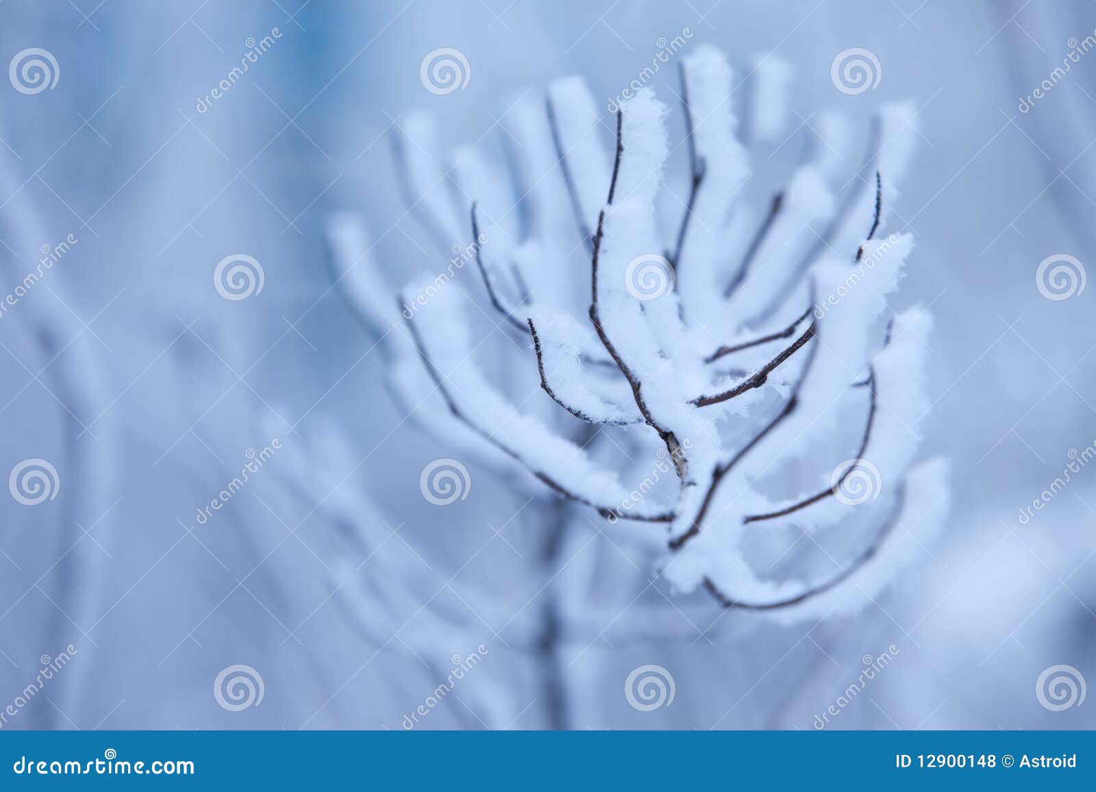 Blue branch stock photo. Image of blue, beautiful, horizontal - 12900148